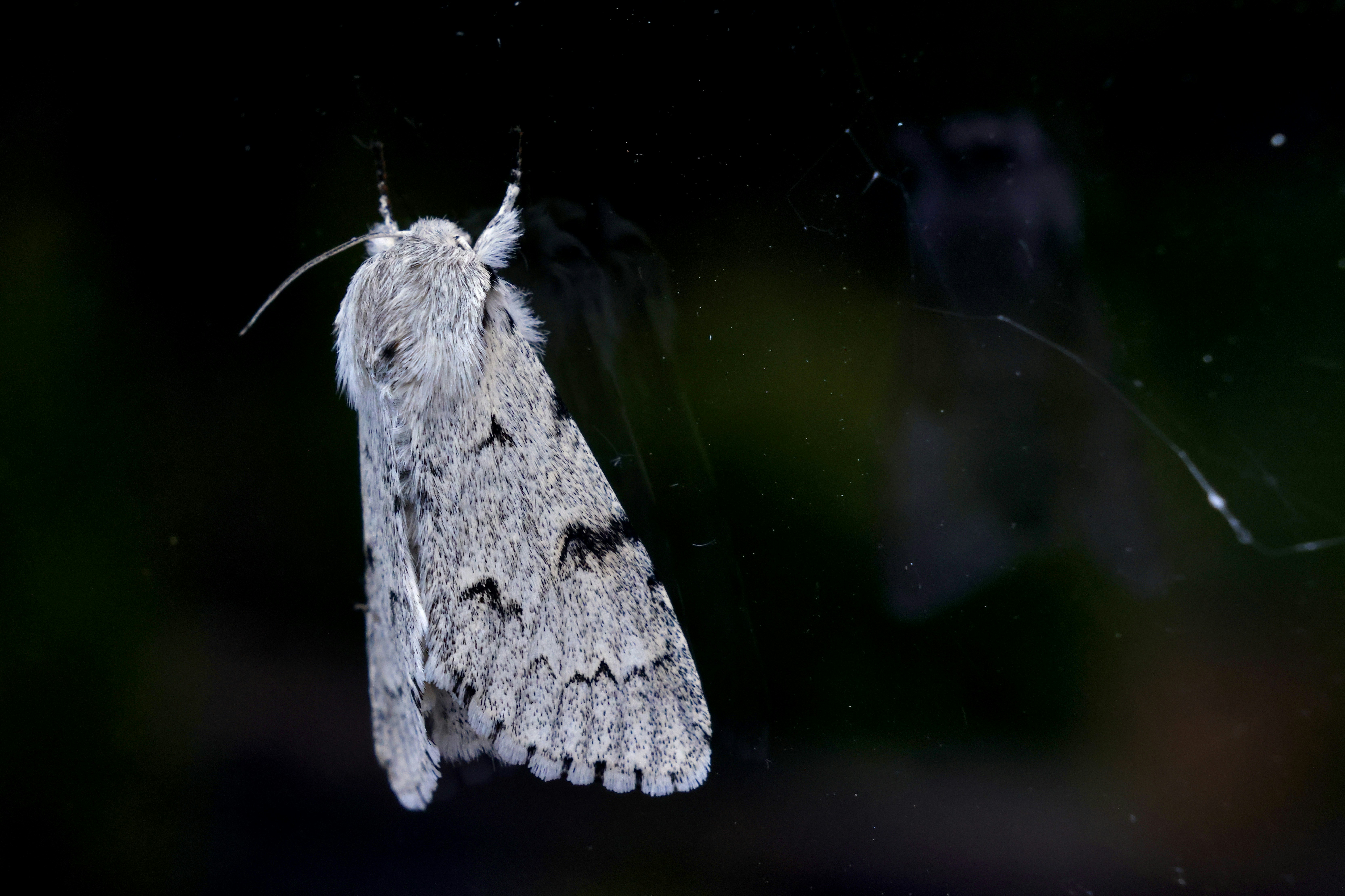 Mist-gray Moth on a Quiet Night Window