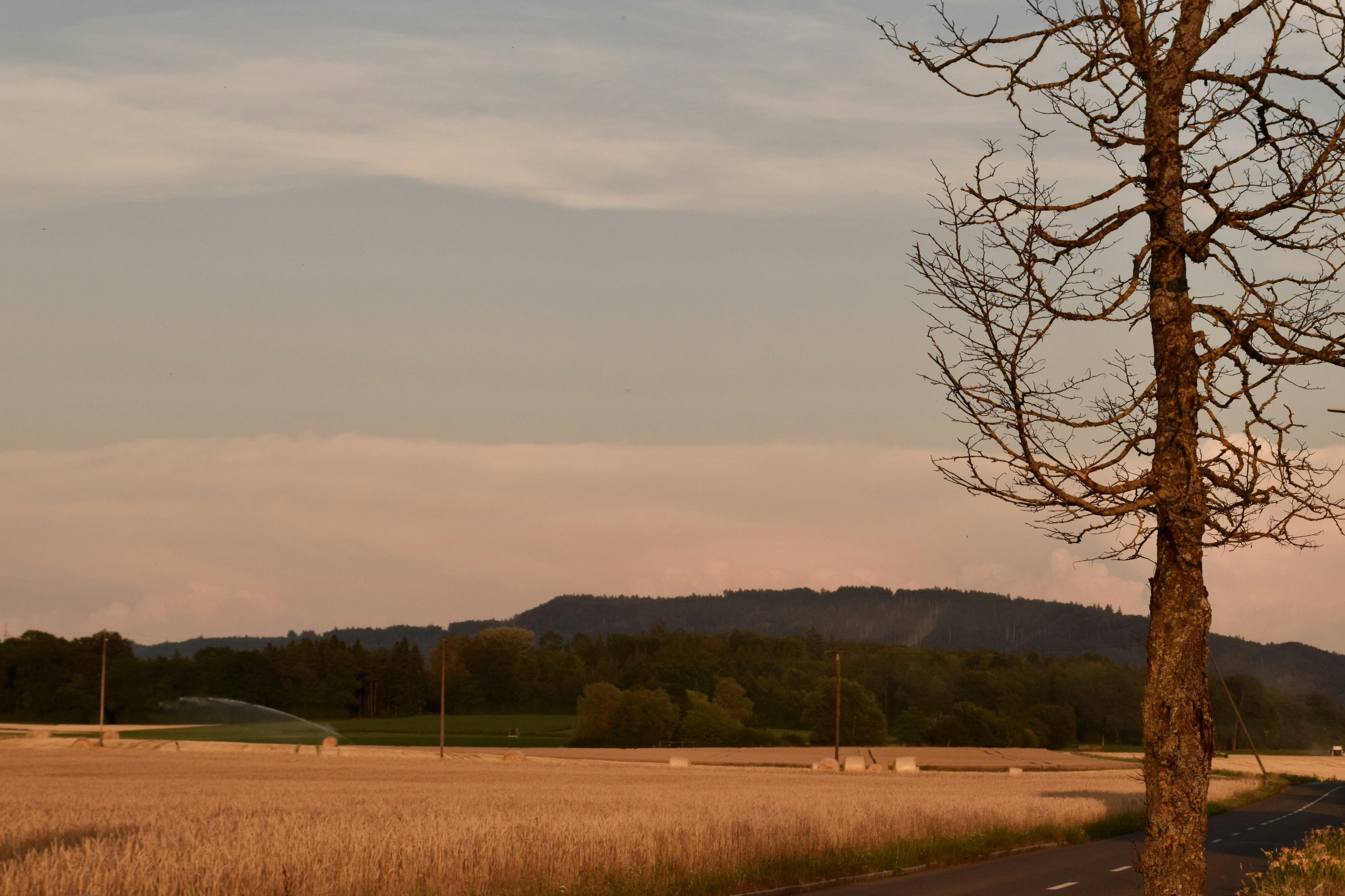 Quiet Horizon: Lone Tree Framing a Sunset Field