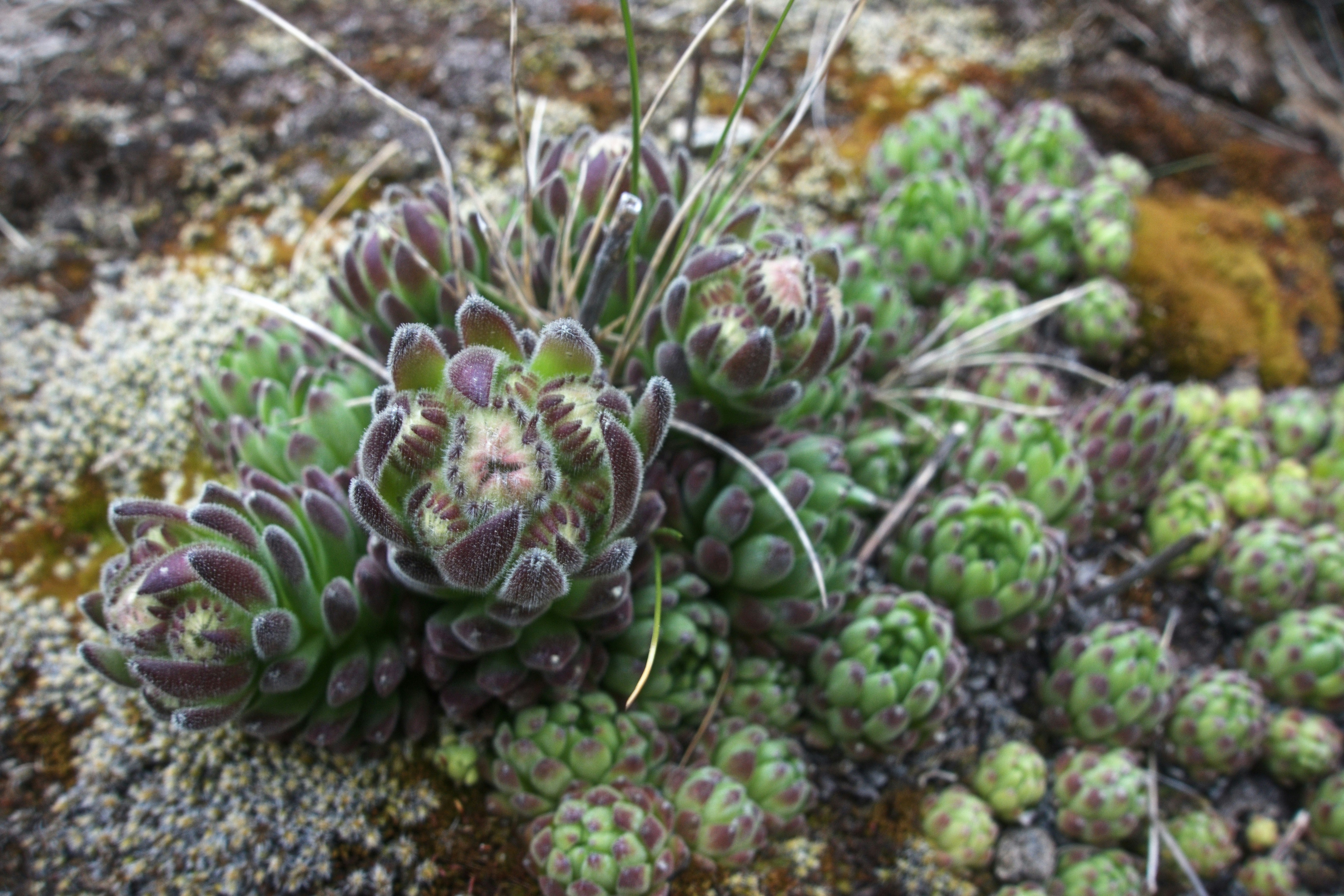Succulent Rosette Cluster on Weathered Rock
