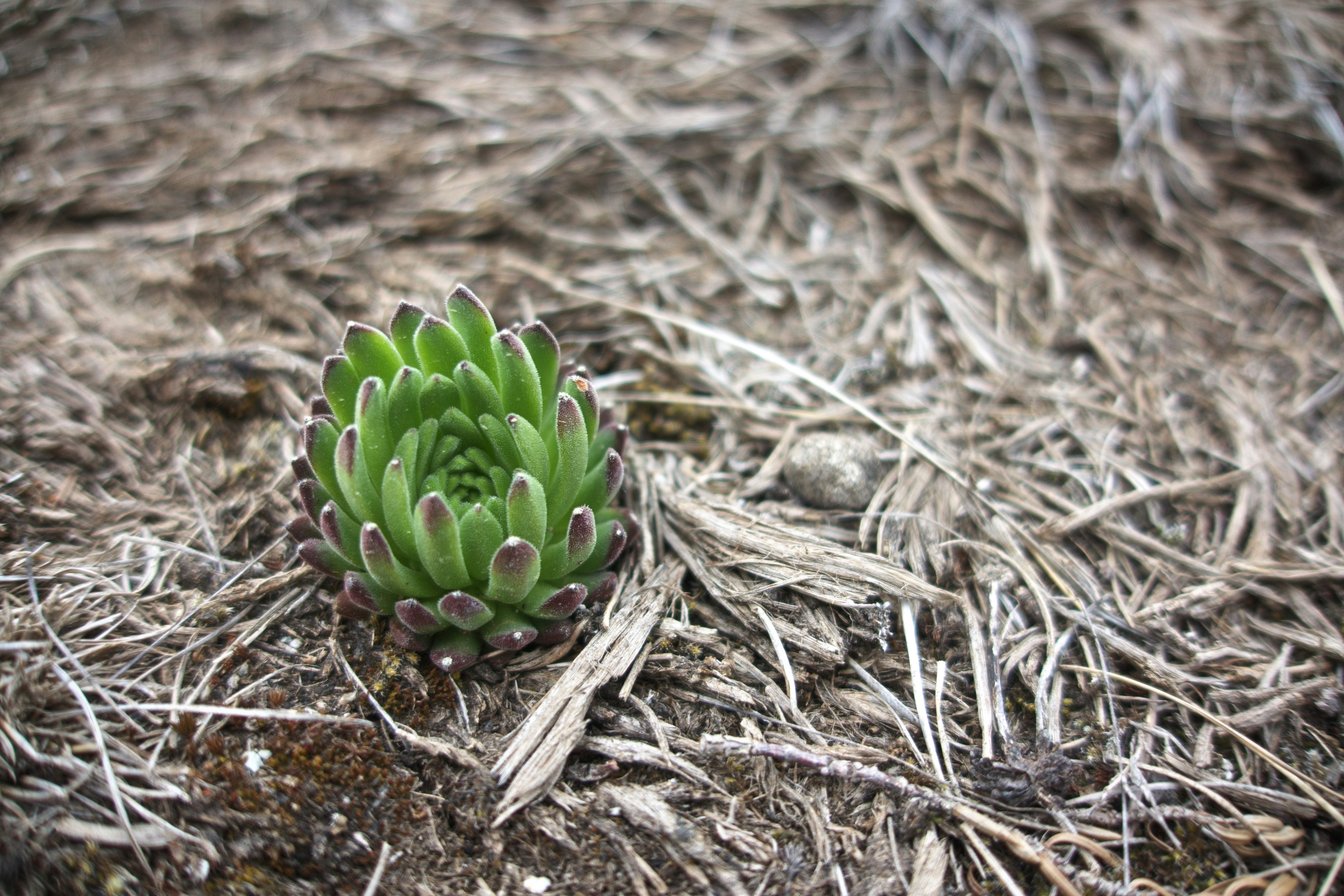 Emerald Rosette Rising from Pine Needle Carpet