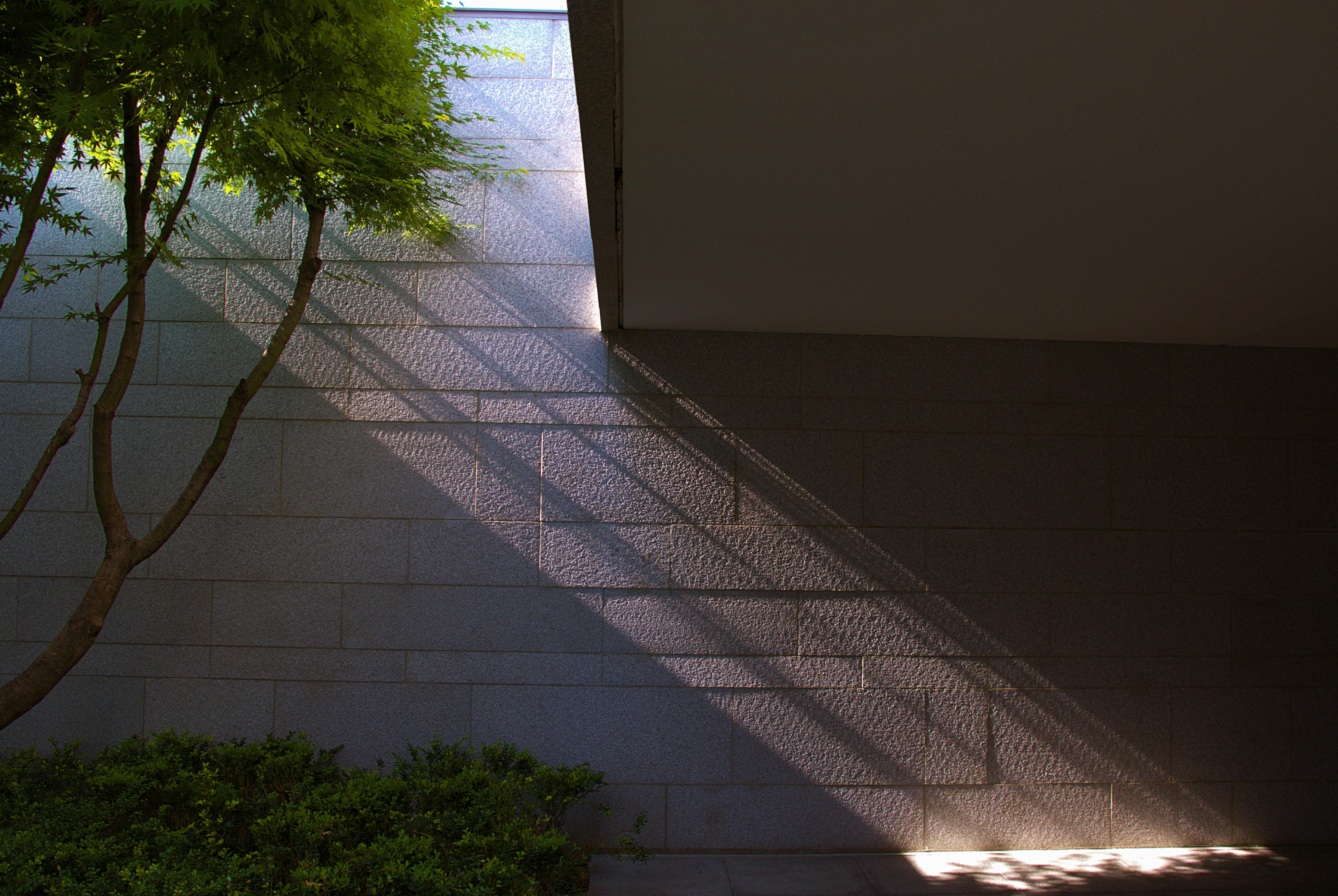Shadowed Staircase and Sunlit Vines: Quiet Geometry of Light