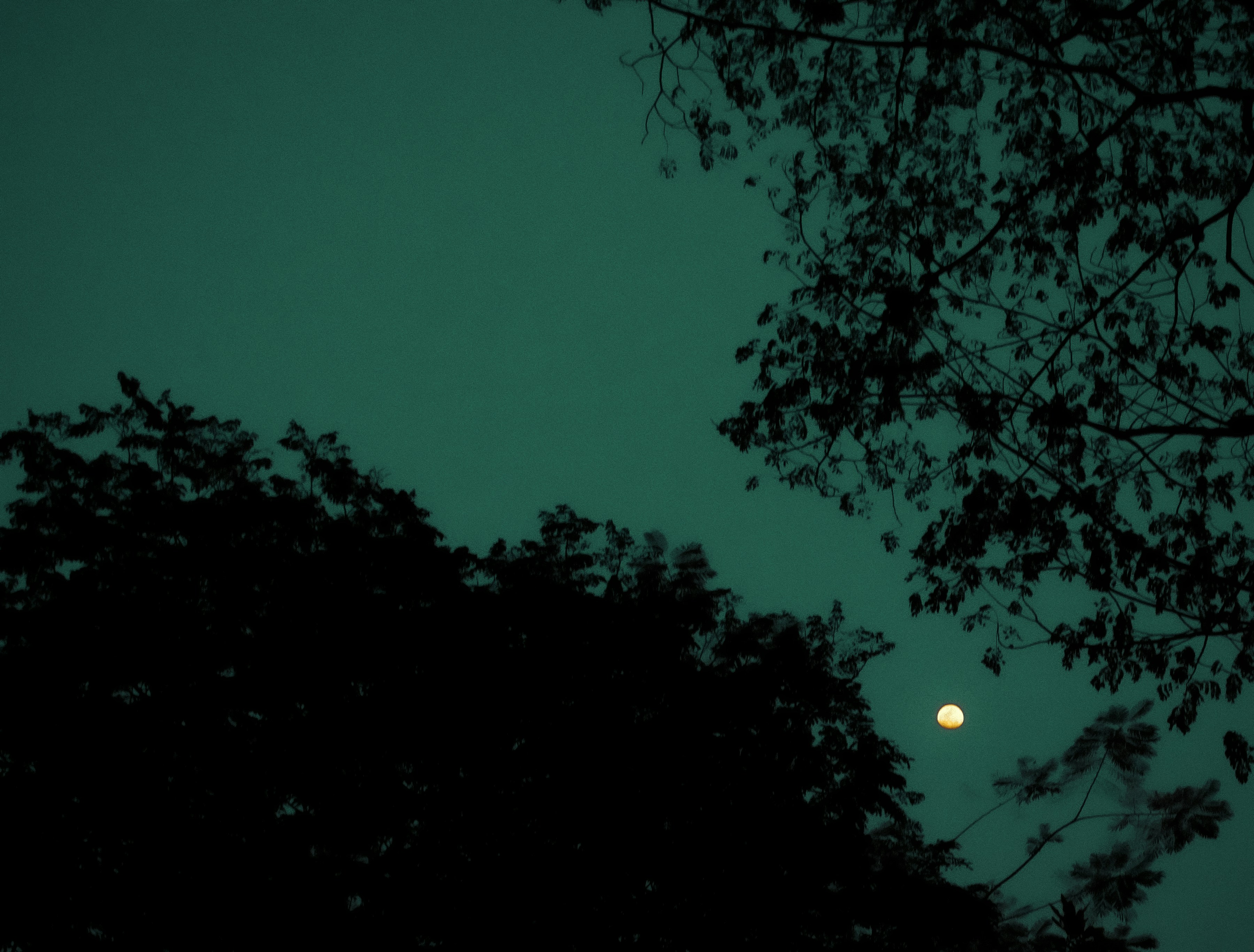 Moonlit Canopy: Night Sky Through Trees
