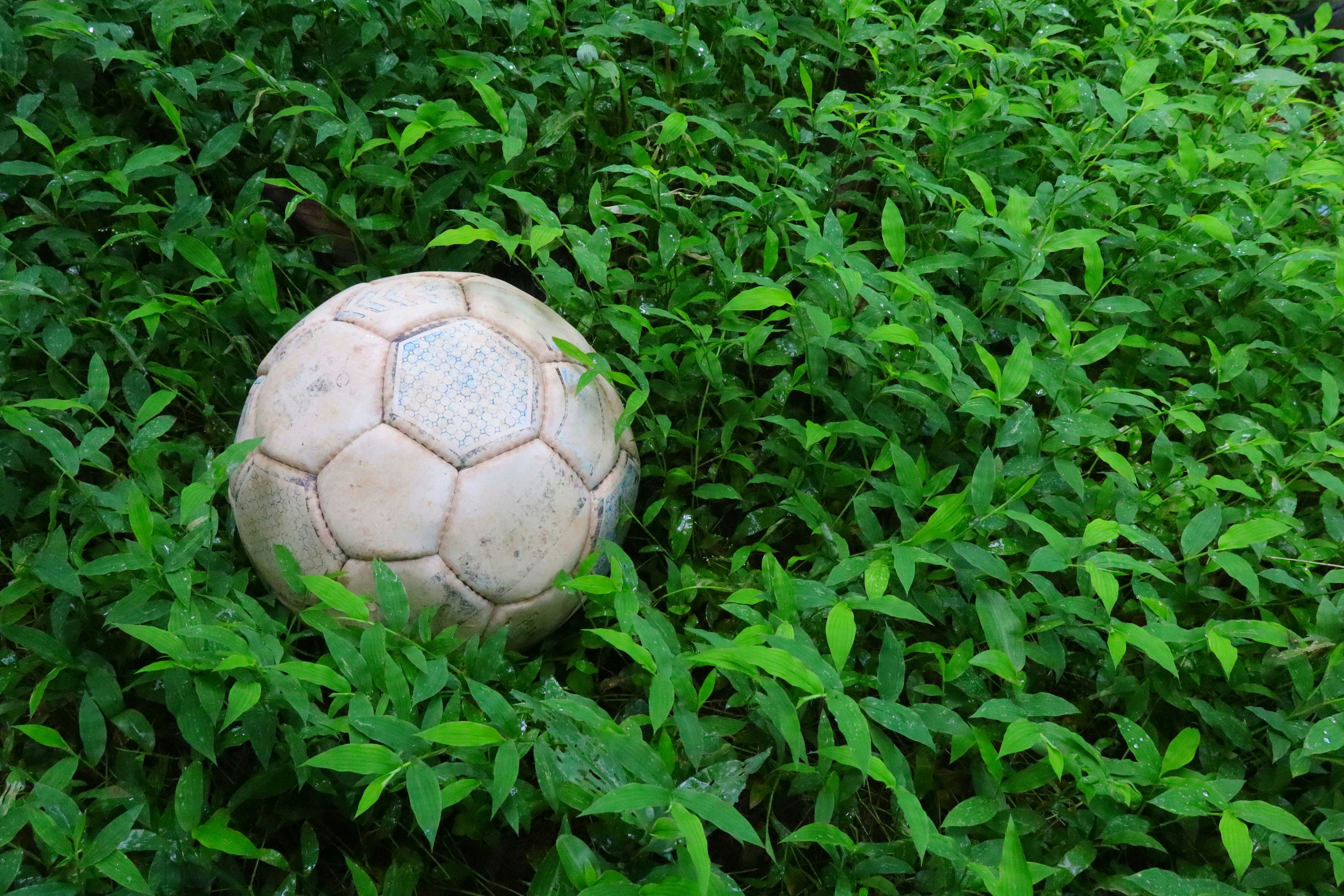 A weathered soccer ball rests partially tucked among dense green foliage, creating a natural camouflage. The close-up foreground highlights texture and organic contrast.
