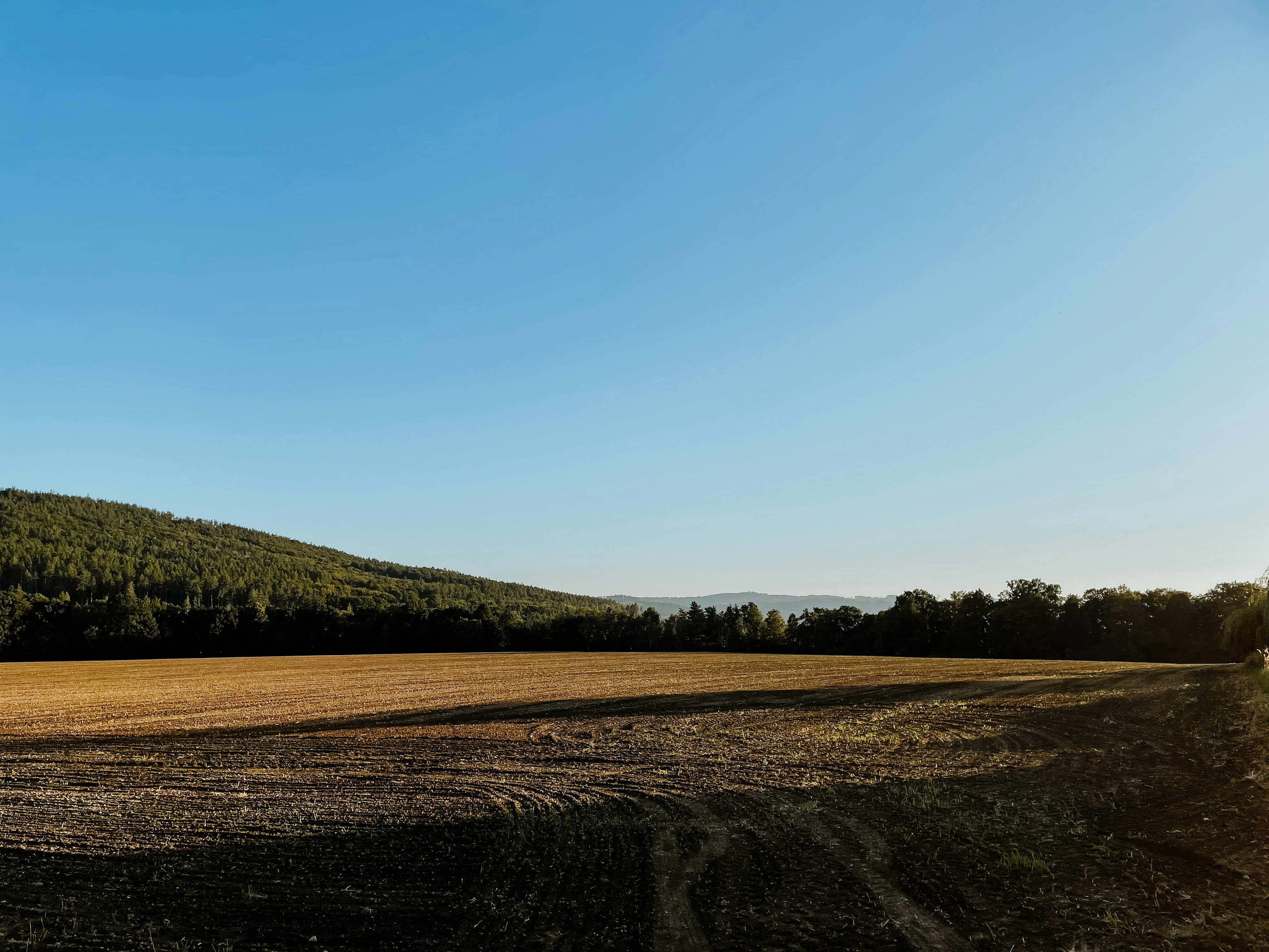 Sunlit Field Under a Clear Sky