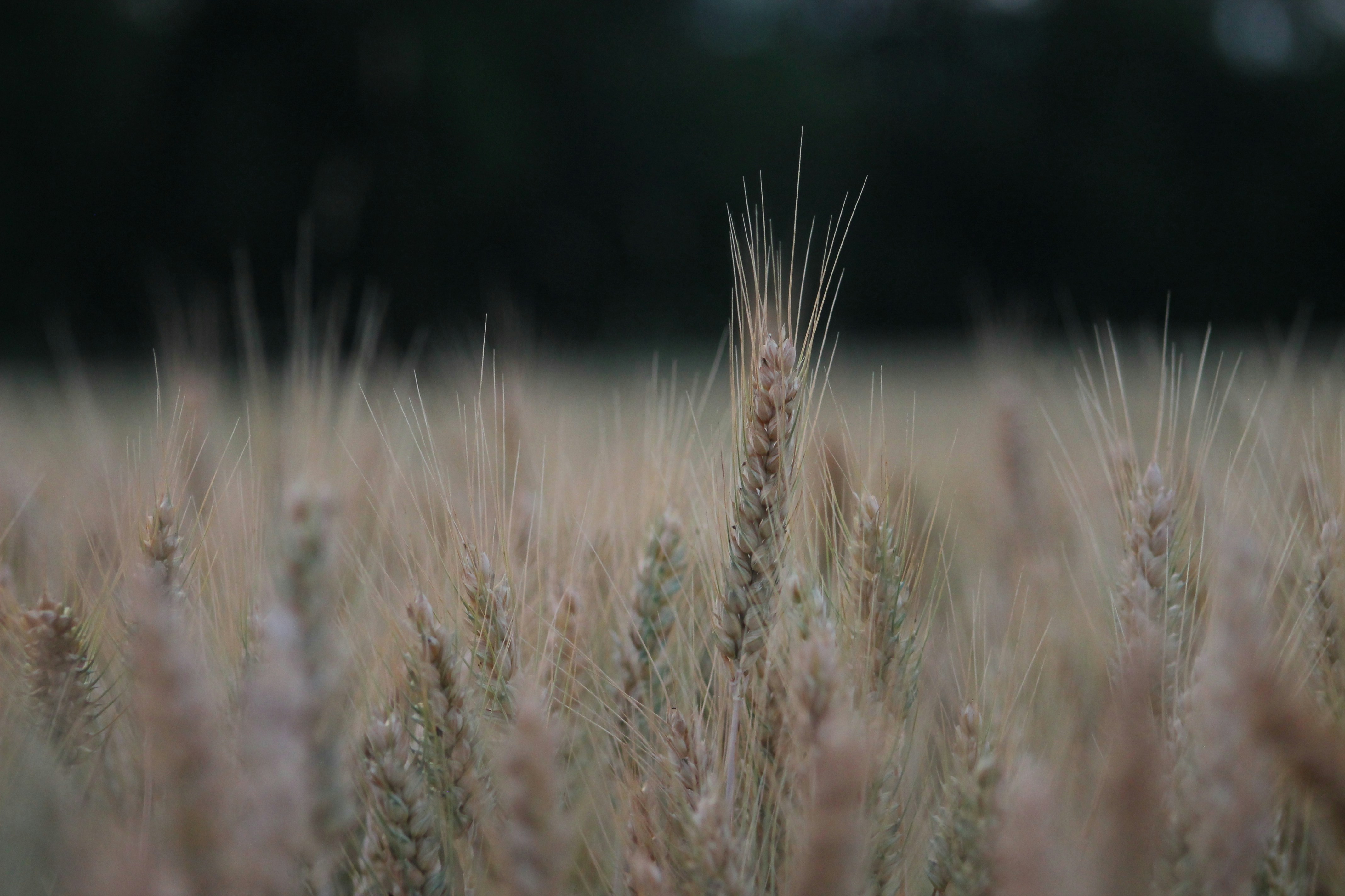 Close-up of a lone wheat head rising above a field