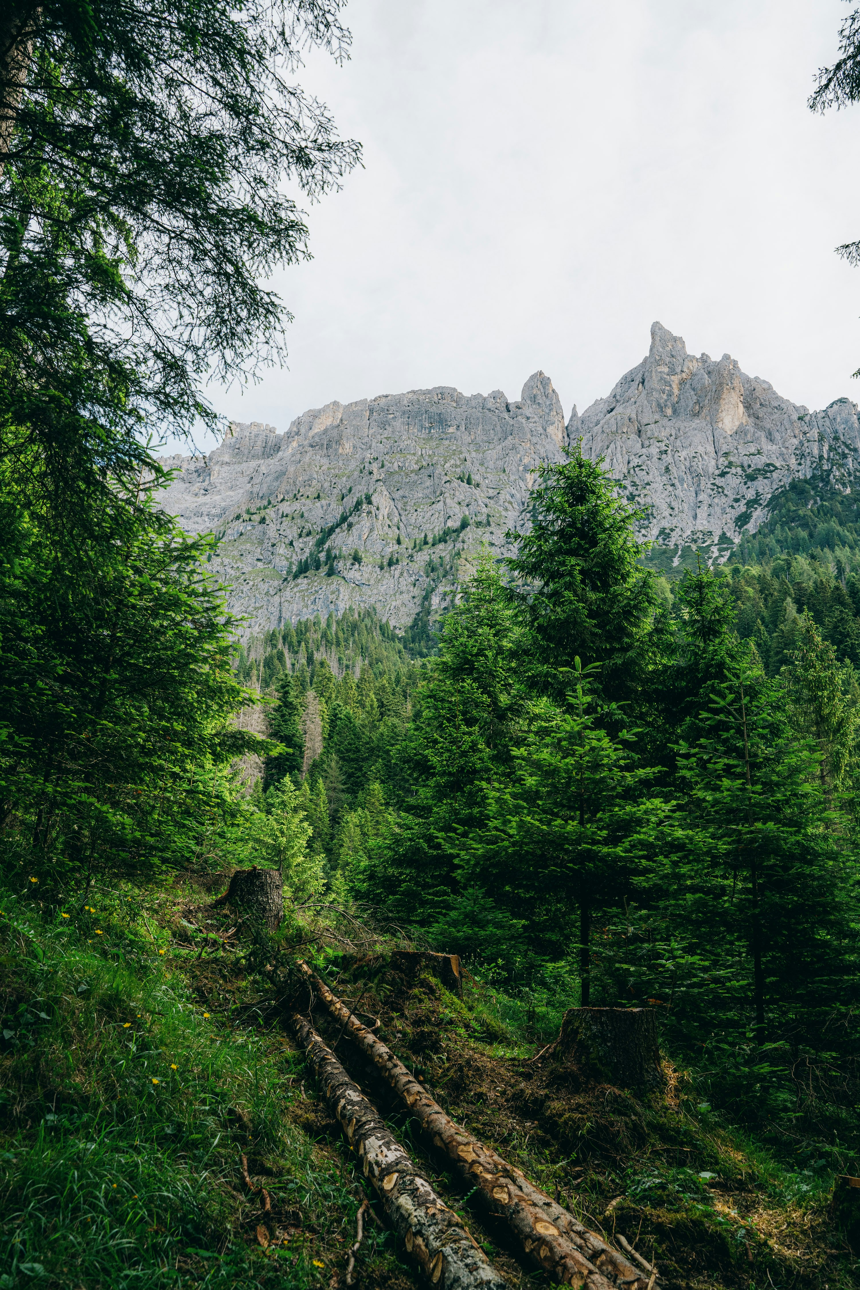 Forest Staircase to a Jagged Summit