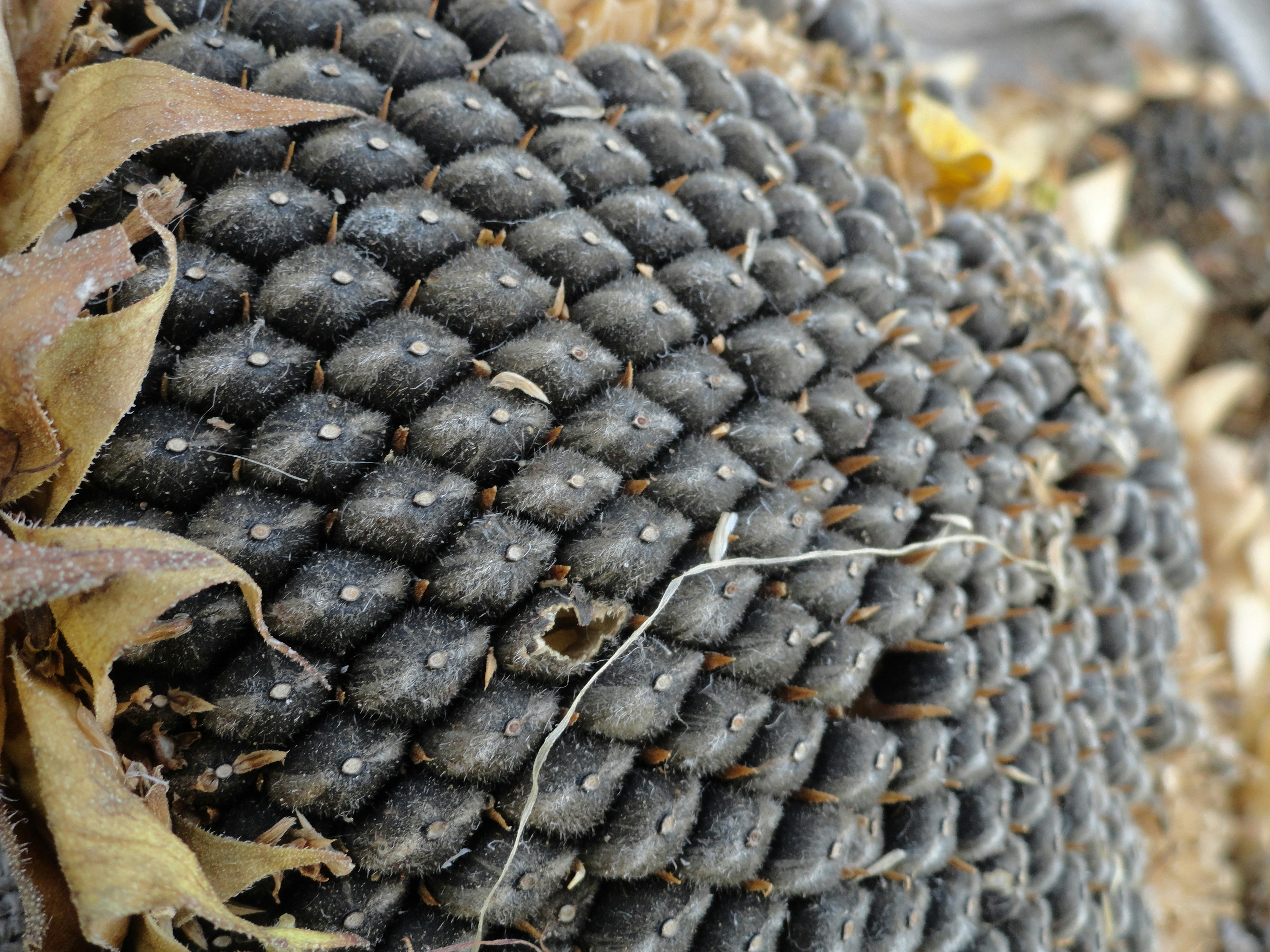 Macro close-up of a dried sunflower head showing tightly packed dark seeds and curling desiccated petals, emphasizing texture and pattern.