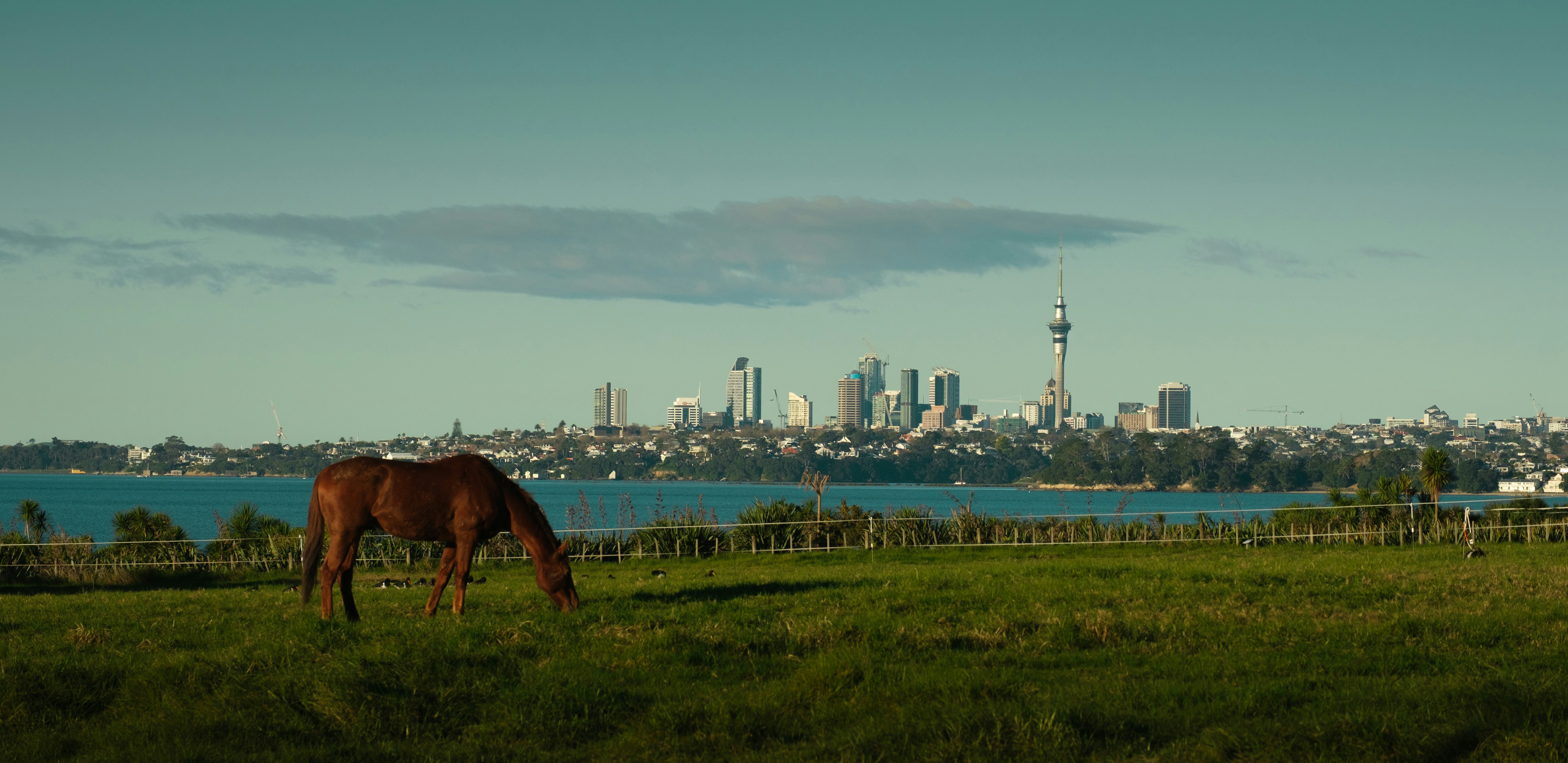 Pasture and Skyline: Grazing Quiet Under a Modern Horizon