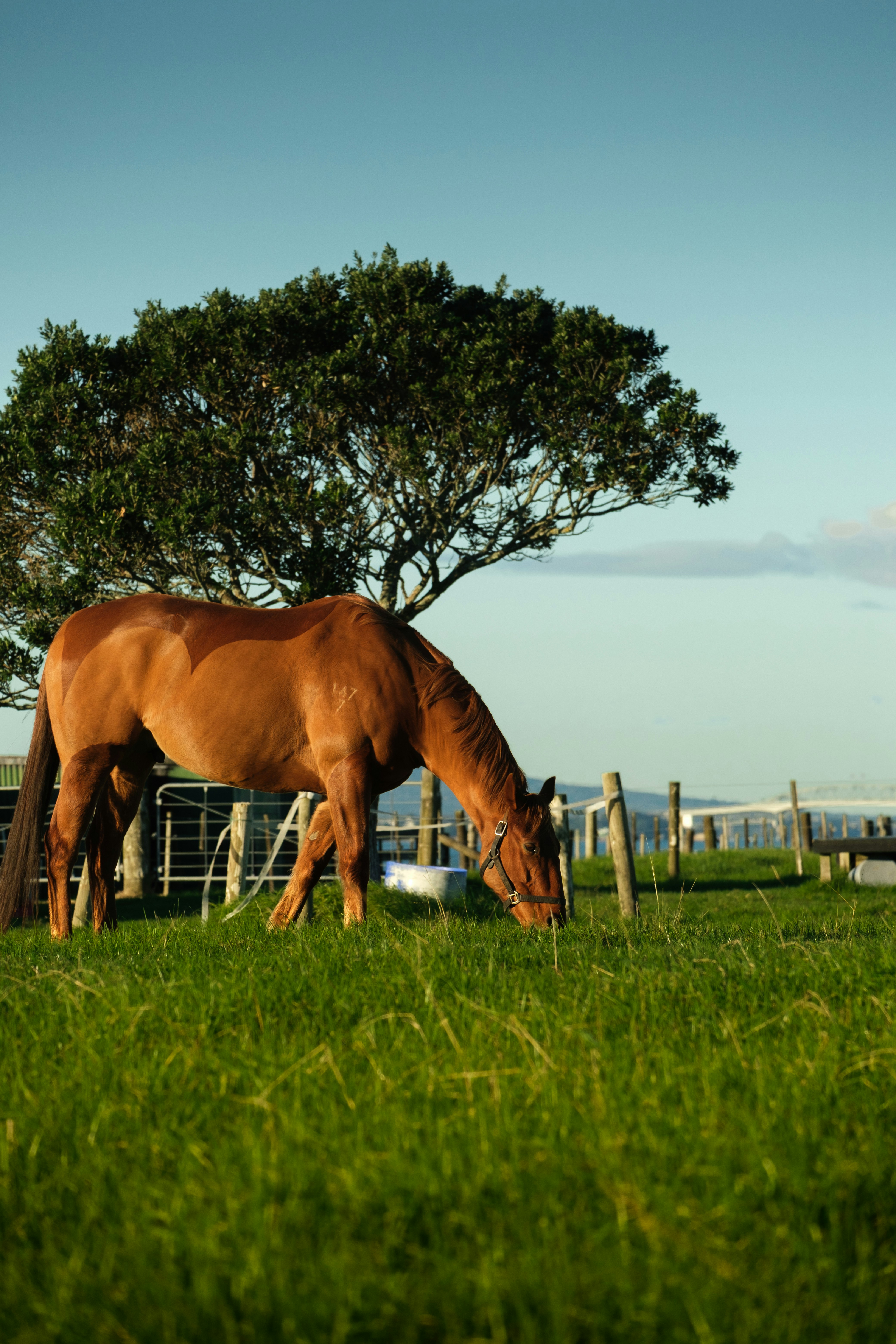 Grazing in the Golden Field Under a Wide Coastal Sky