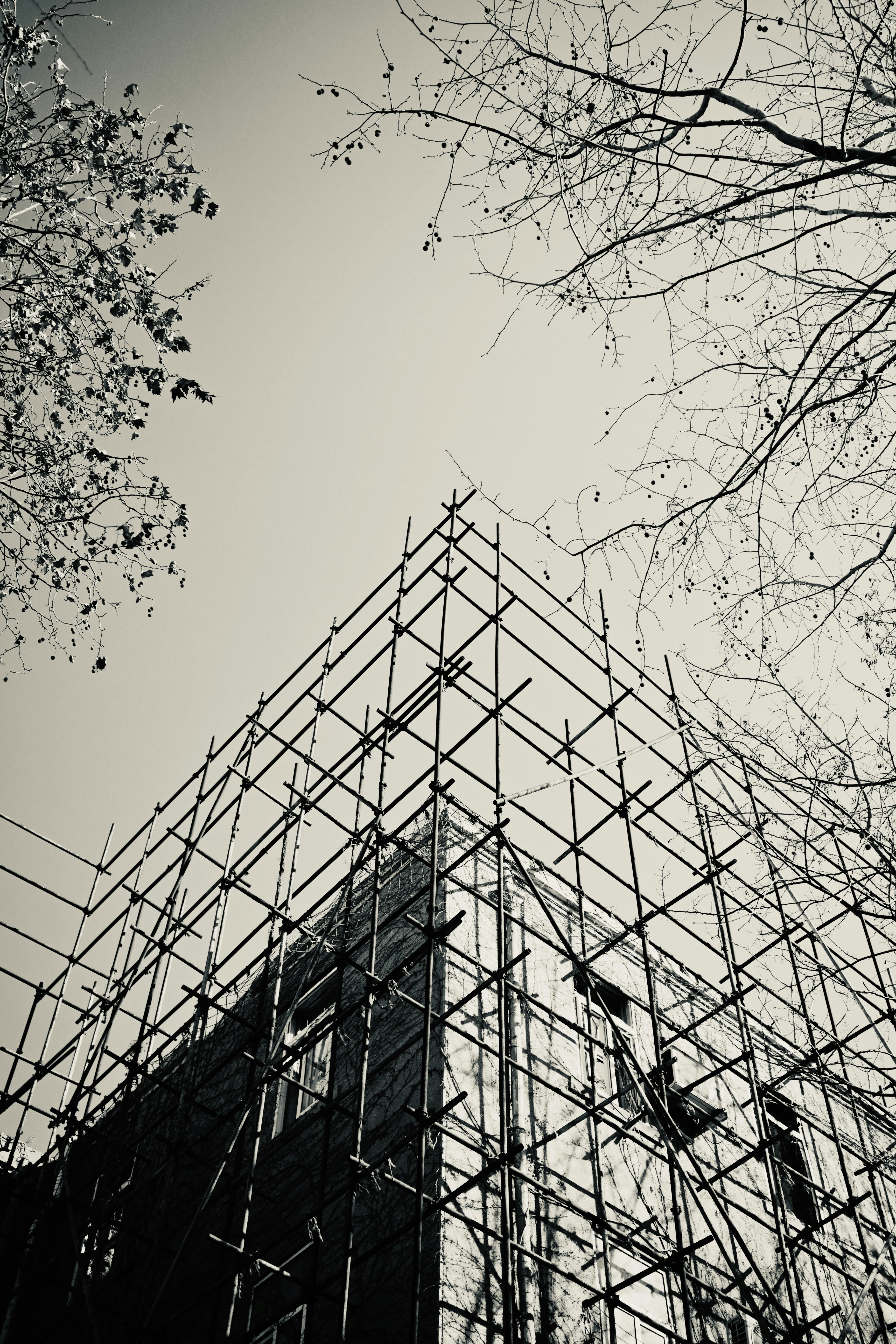 Crisscrossed Facade Rising against Bare Branches