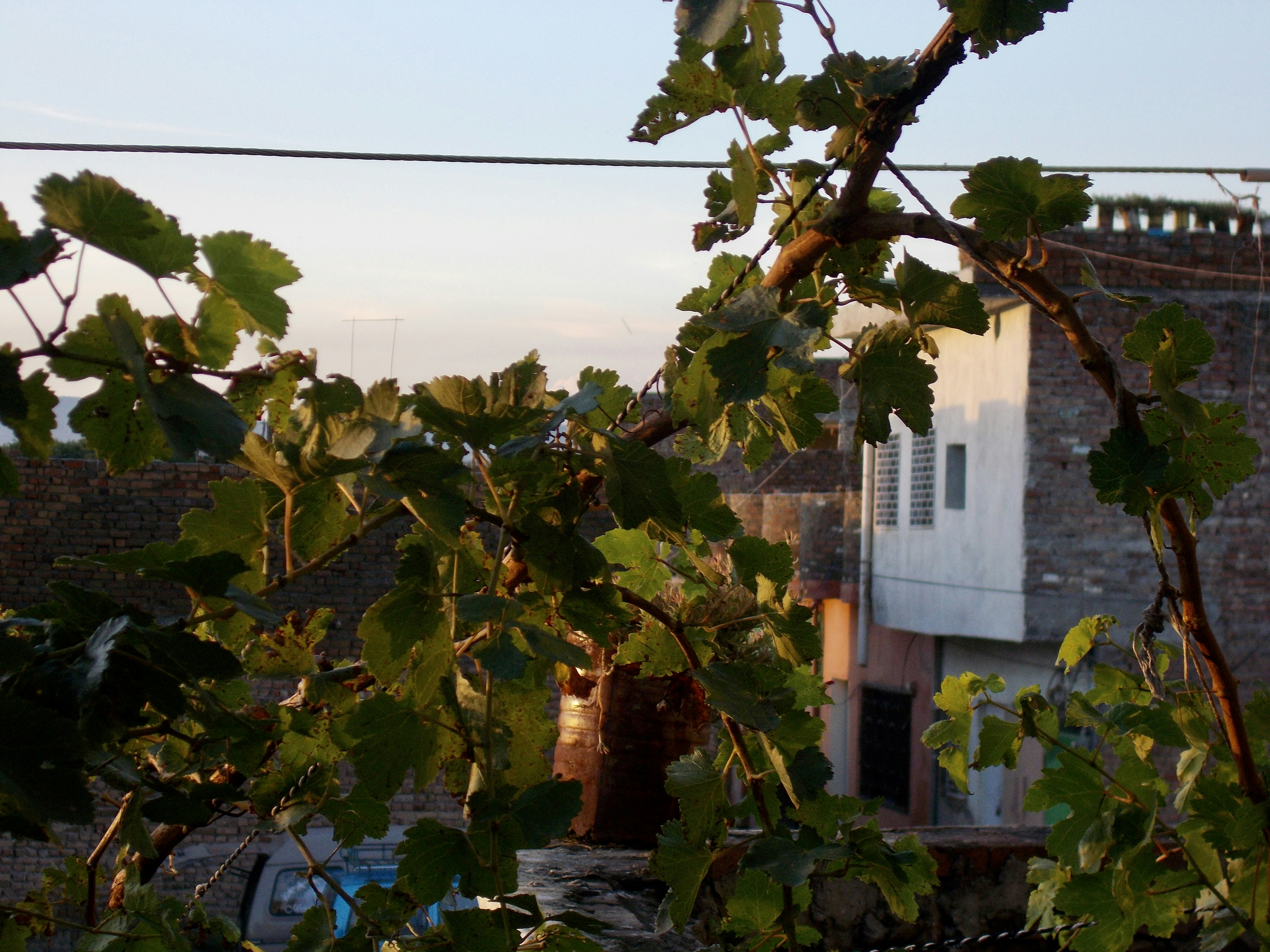 Vine-arched Rooftops at Golden Hour
