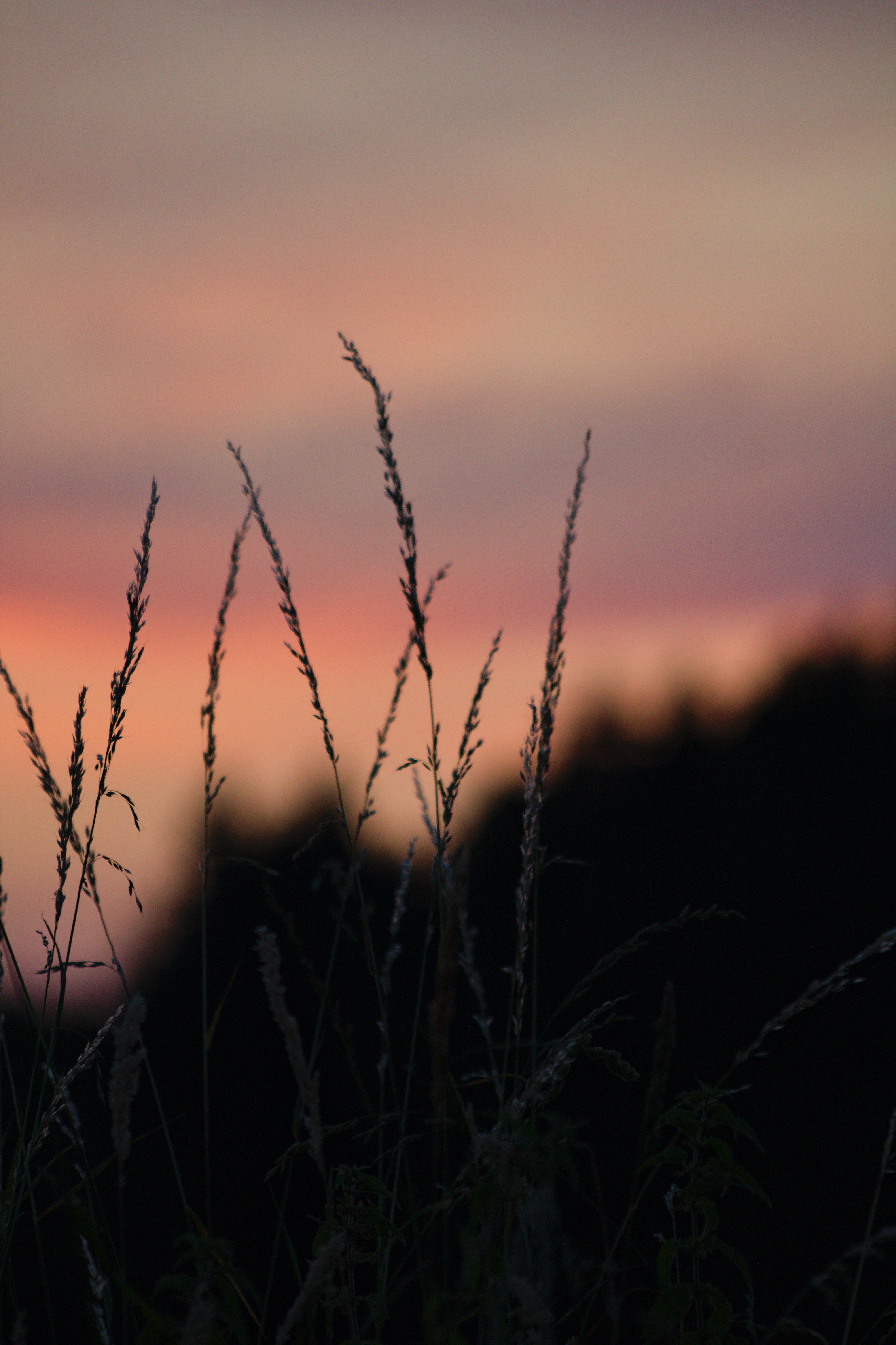Silhouetted grasses at sunset with a pastel sky
