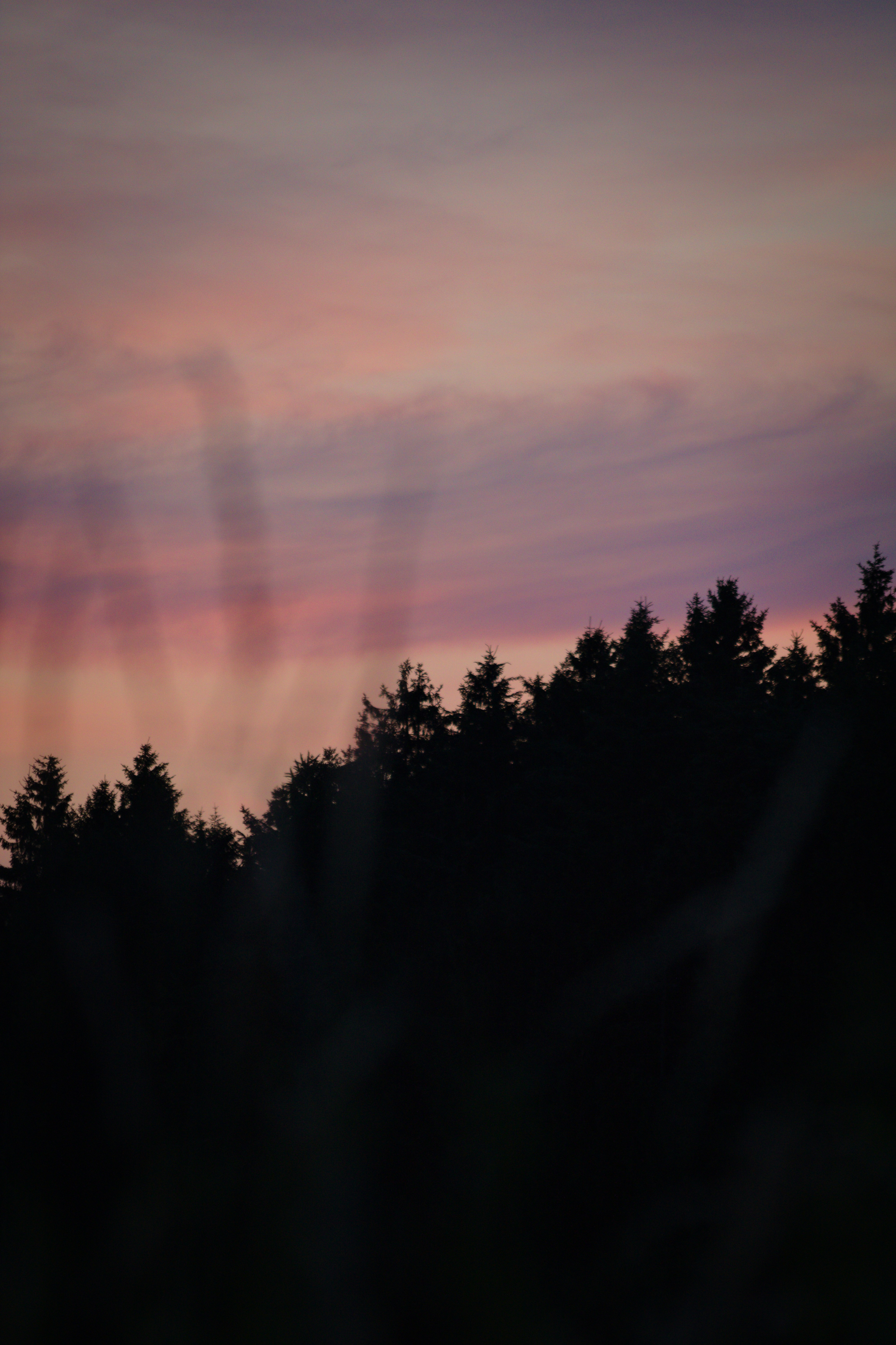 Silhouetted Pines Against a Peachy Dusk Sky