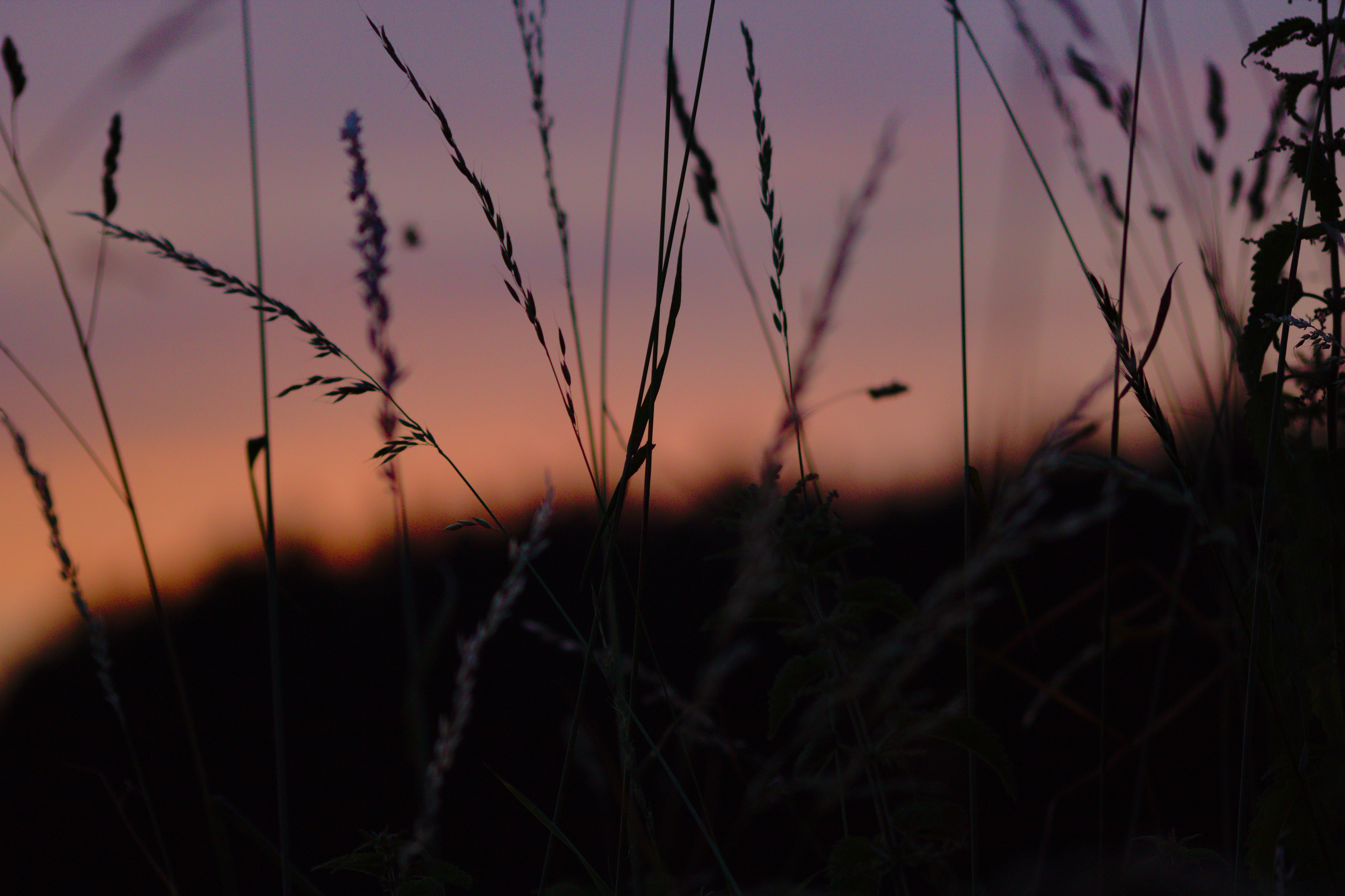 Silhouetted Grass at Dusk: A Quiet Horizon