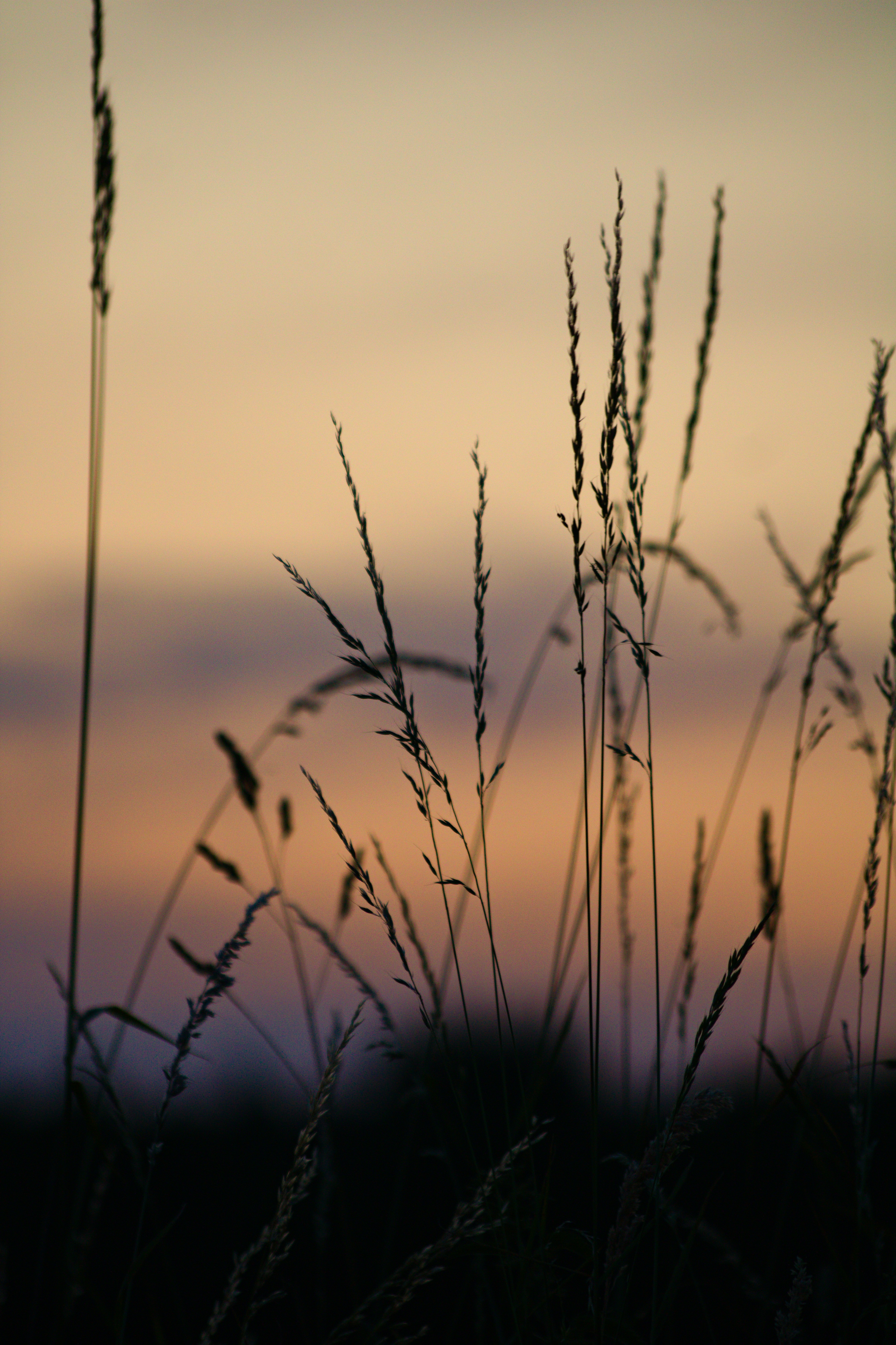 Silhouetted meadow at dusk: delicate grasses framing a fading horizon