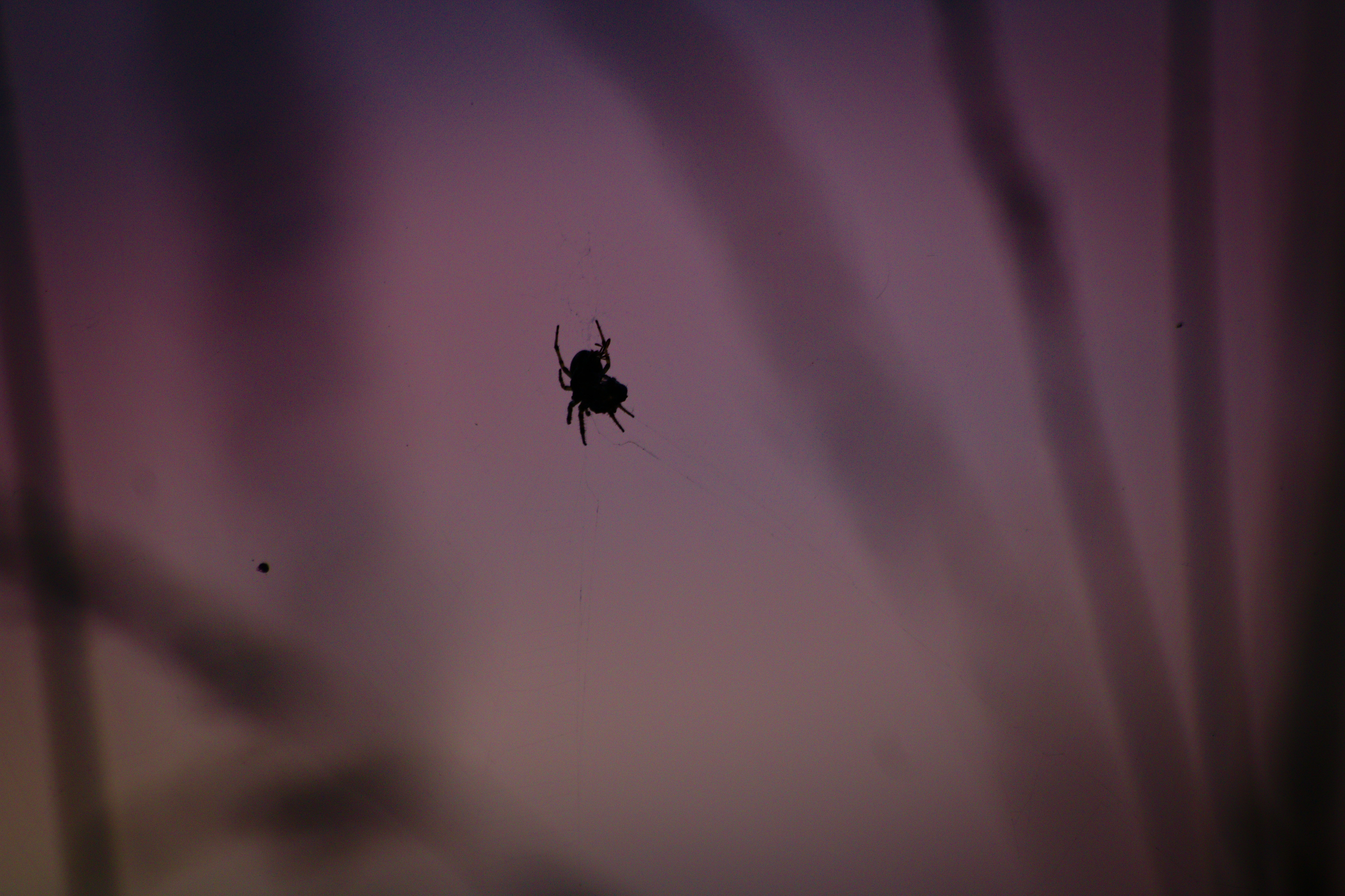 Silhouette in the Veil: A Tiny Spider Hangs Amid Purple Haze