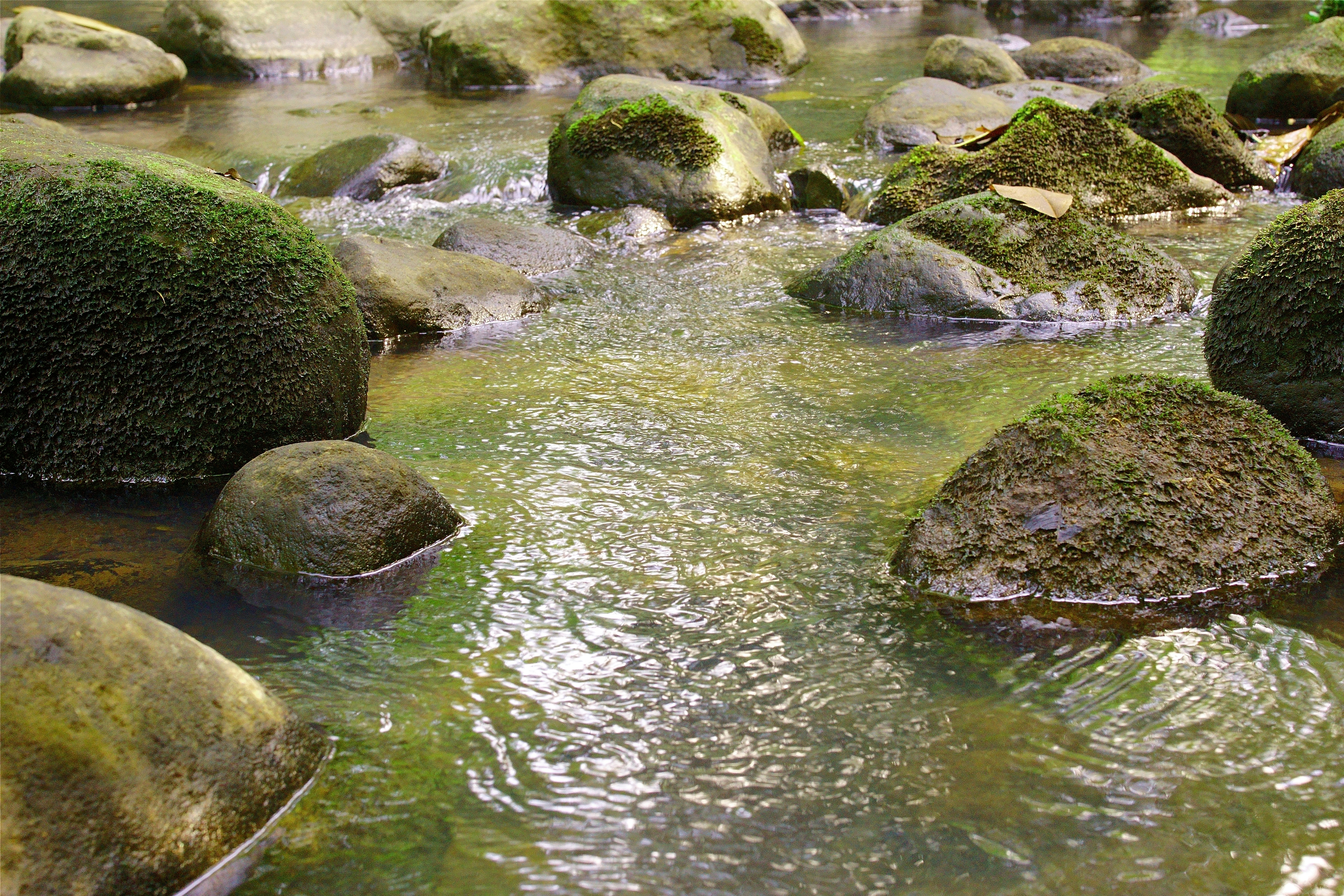 Moss-Ckissed Stones in a Quiet Riverbed