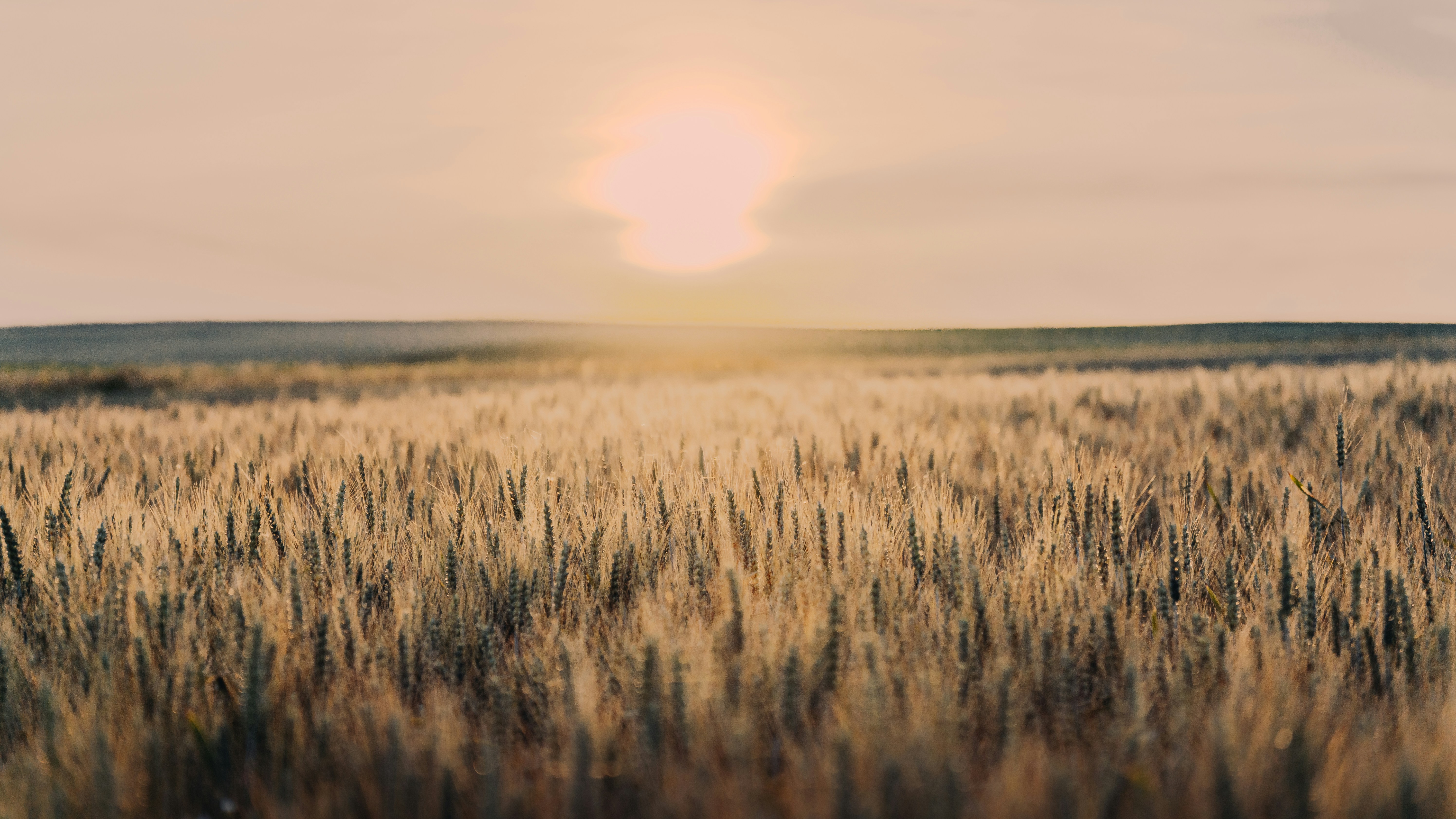 Golden Field at Distant Sunrise