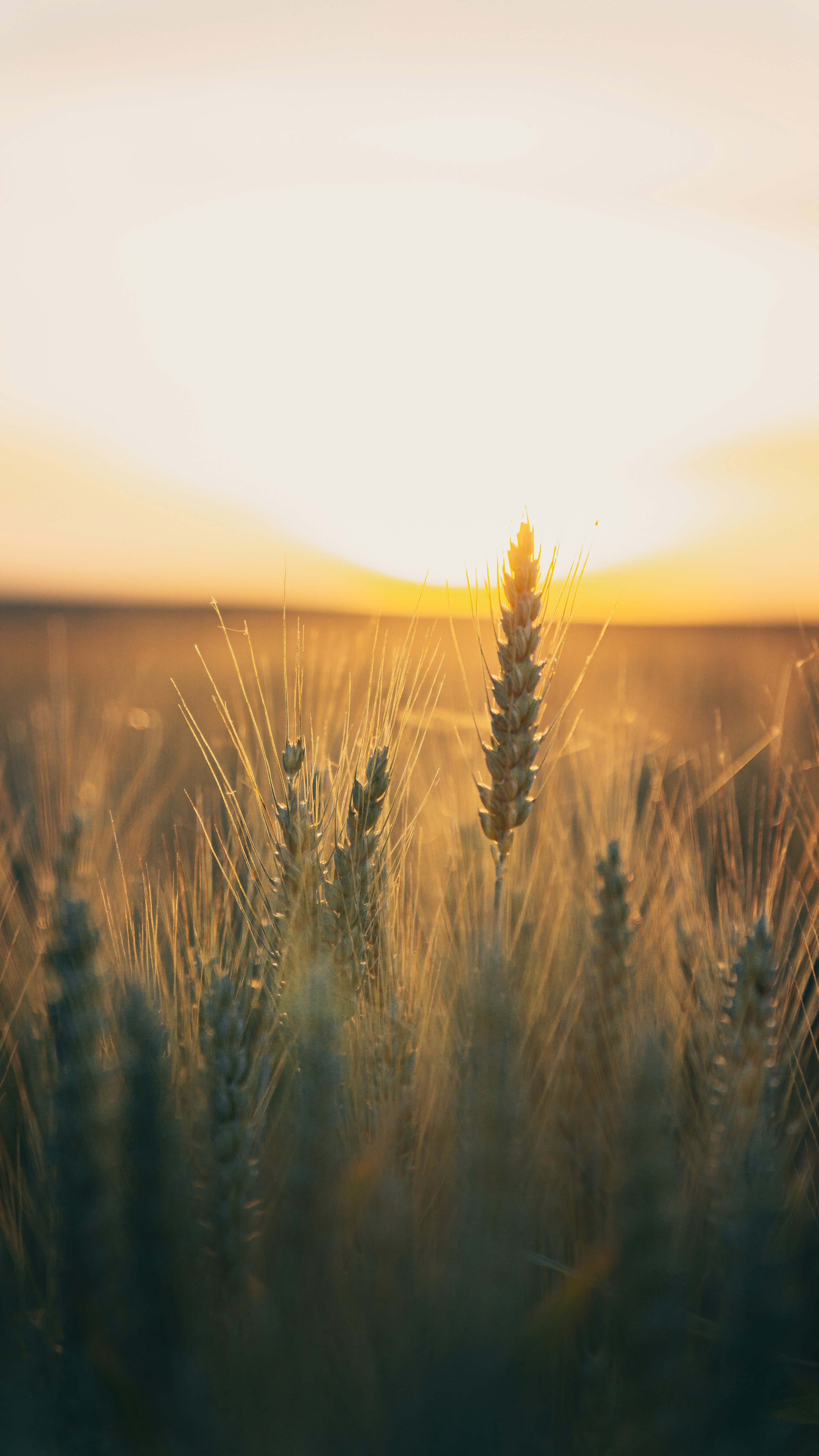 Golden Spike: Sunlit Wheat in a Quiet Field