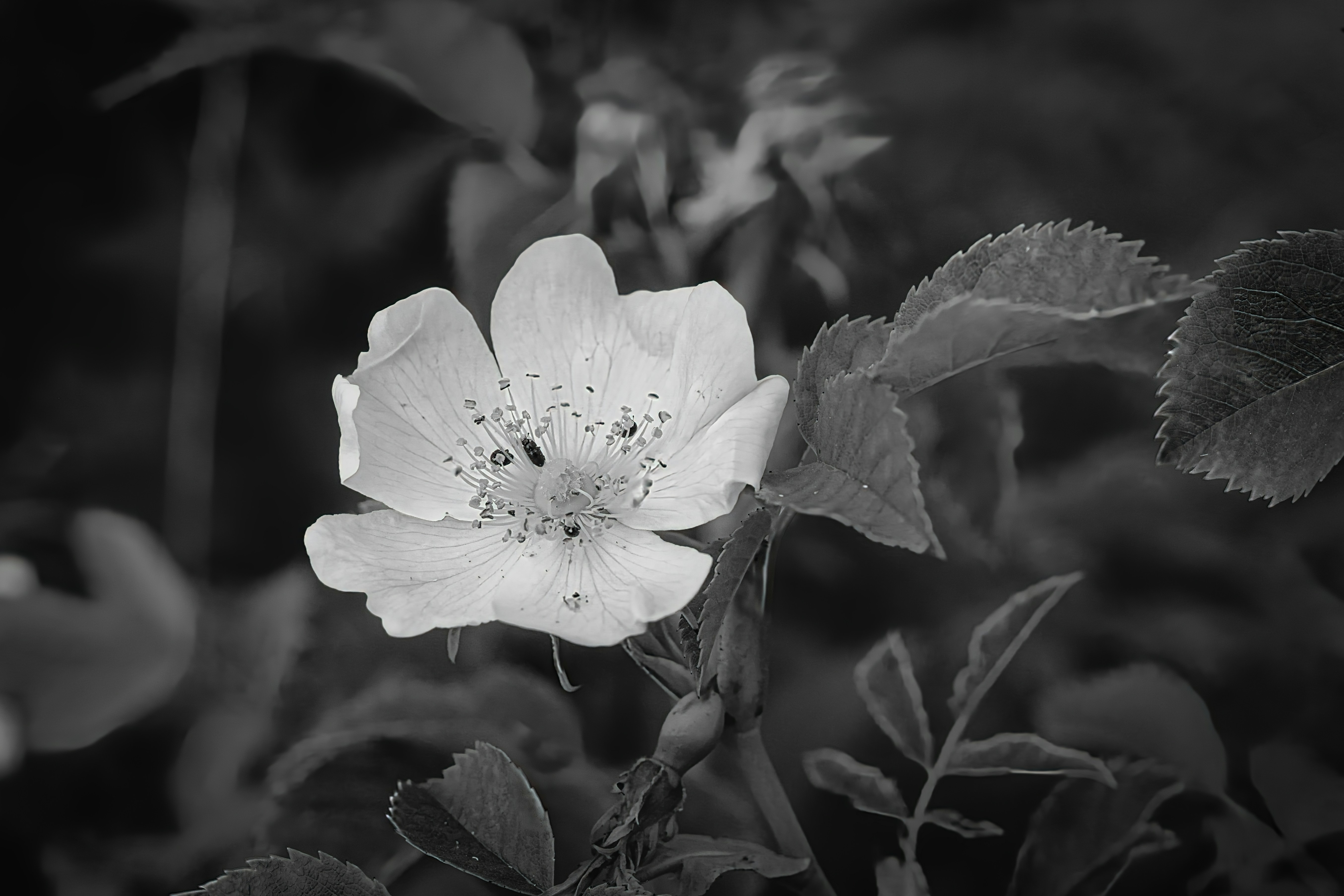White blossom in monochrome quiet