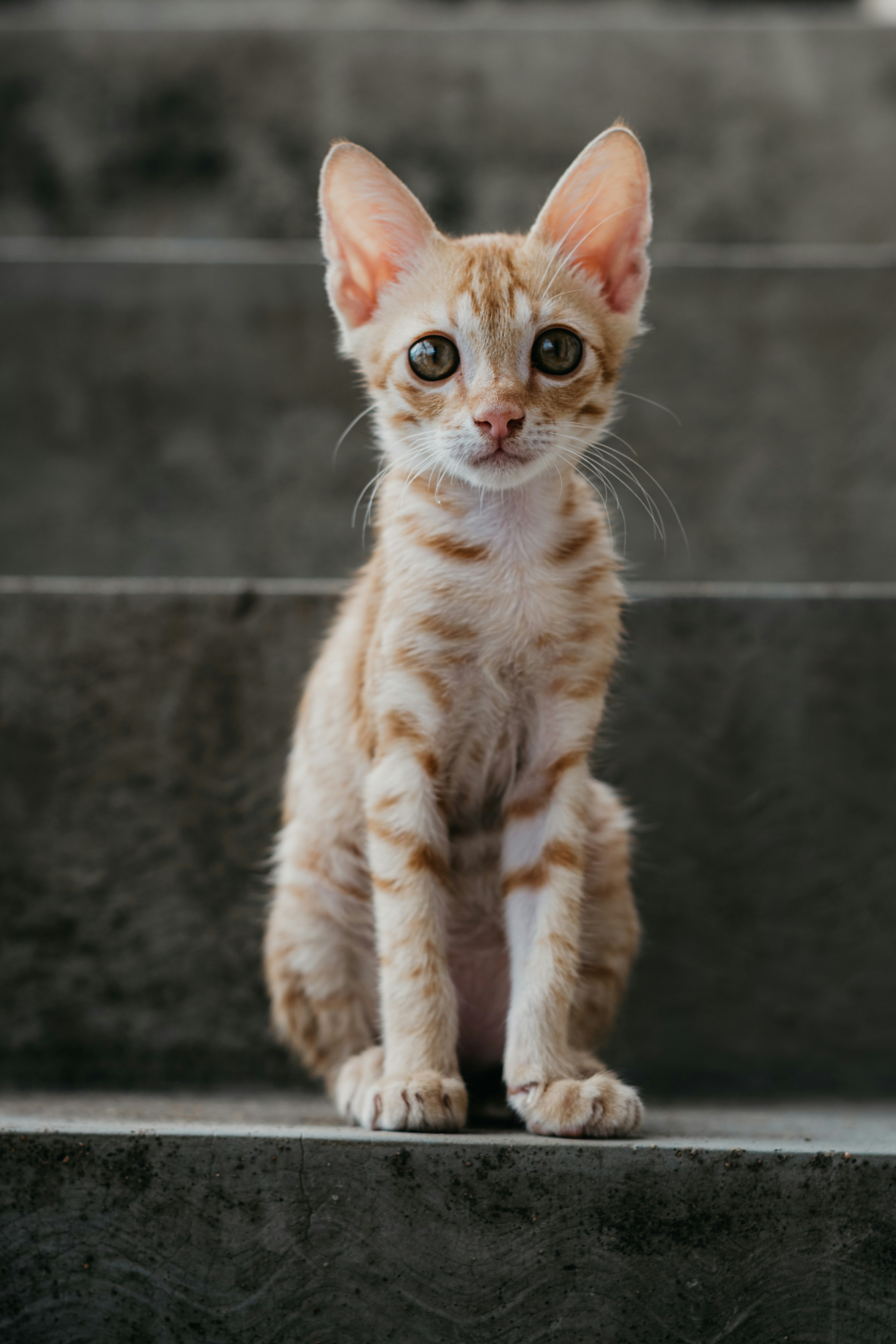 Small orange tabby kitten sits on concrete steps, gazing toward the camera with wide eyes. A simple portrait focusing on its face and paws; candid and warm.