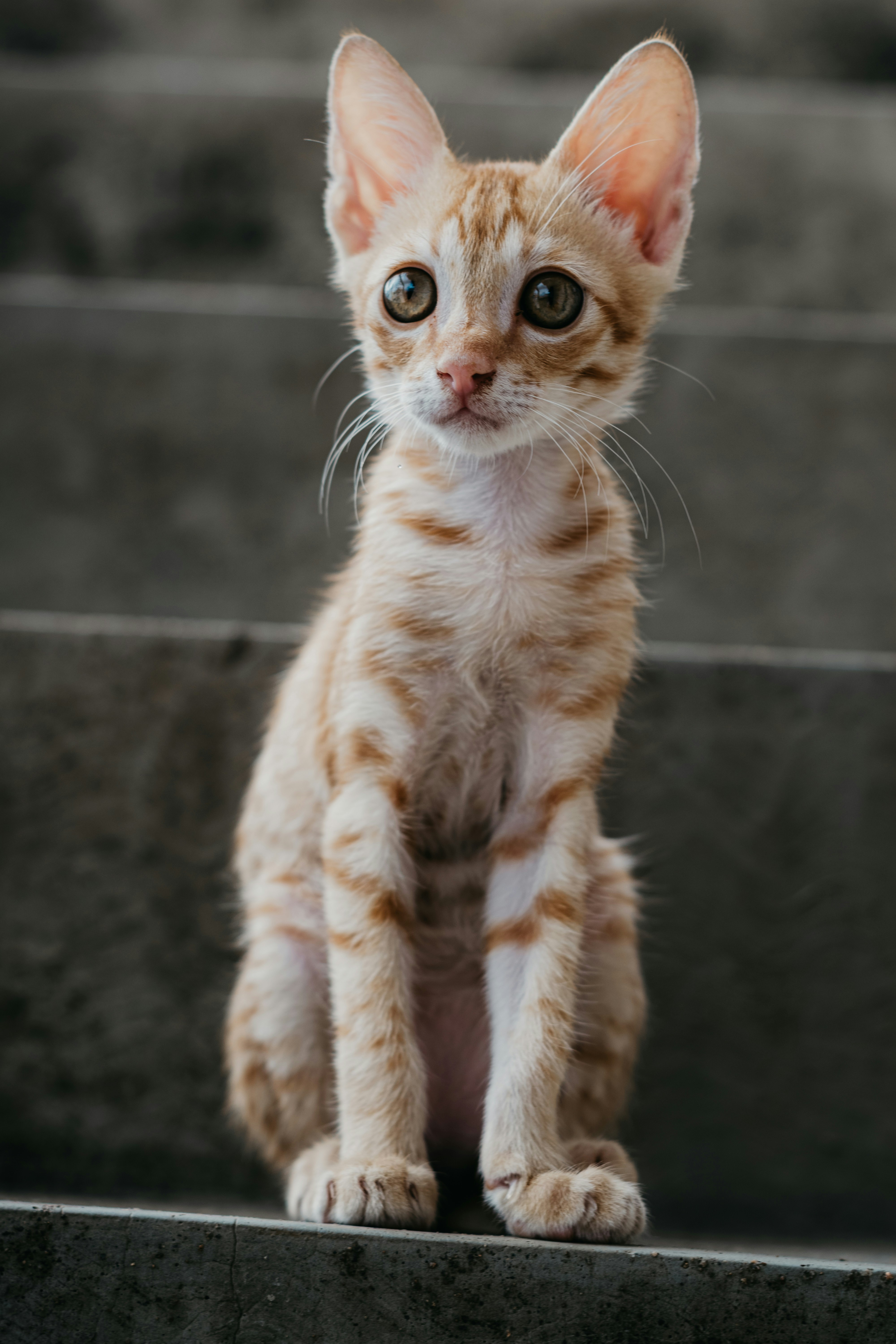 Eyes Alight: A Curious Orange Kittens on Steps