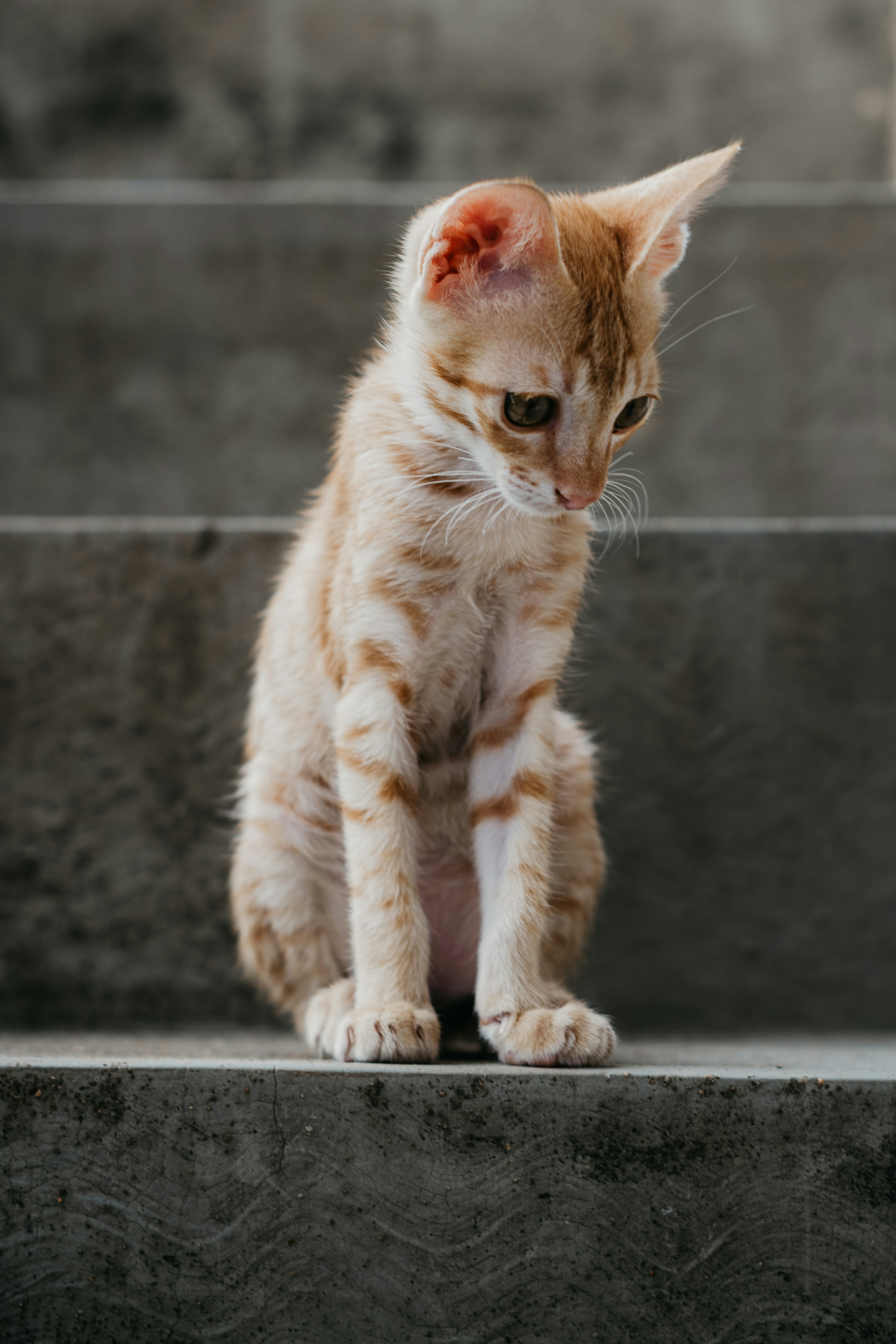Curious Ginger Kitten on Concrete Steps