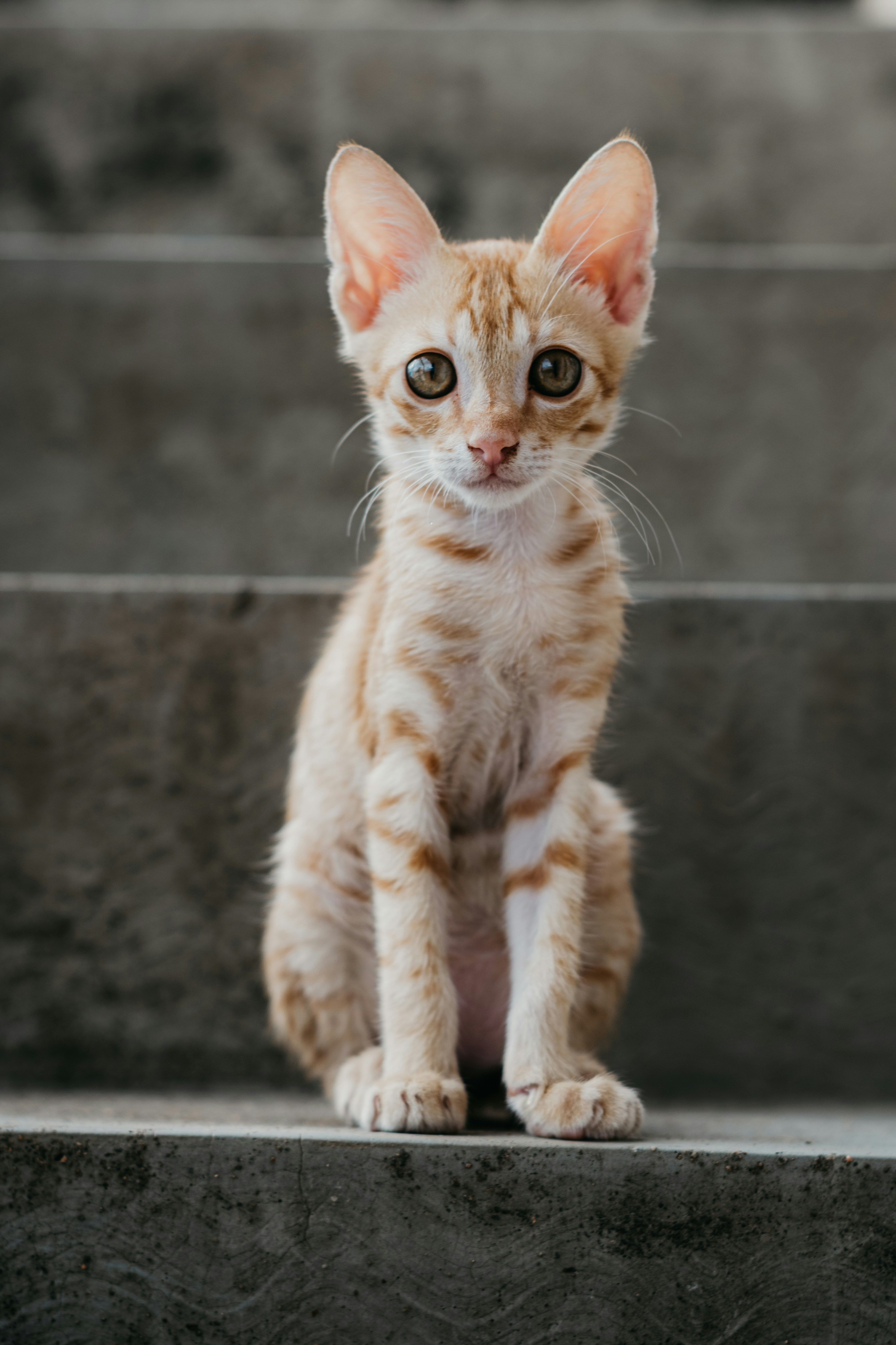 Curious Orange Kitten on Concrete Steps