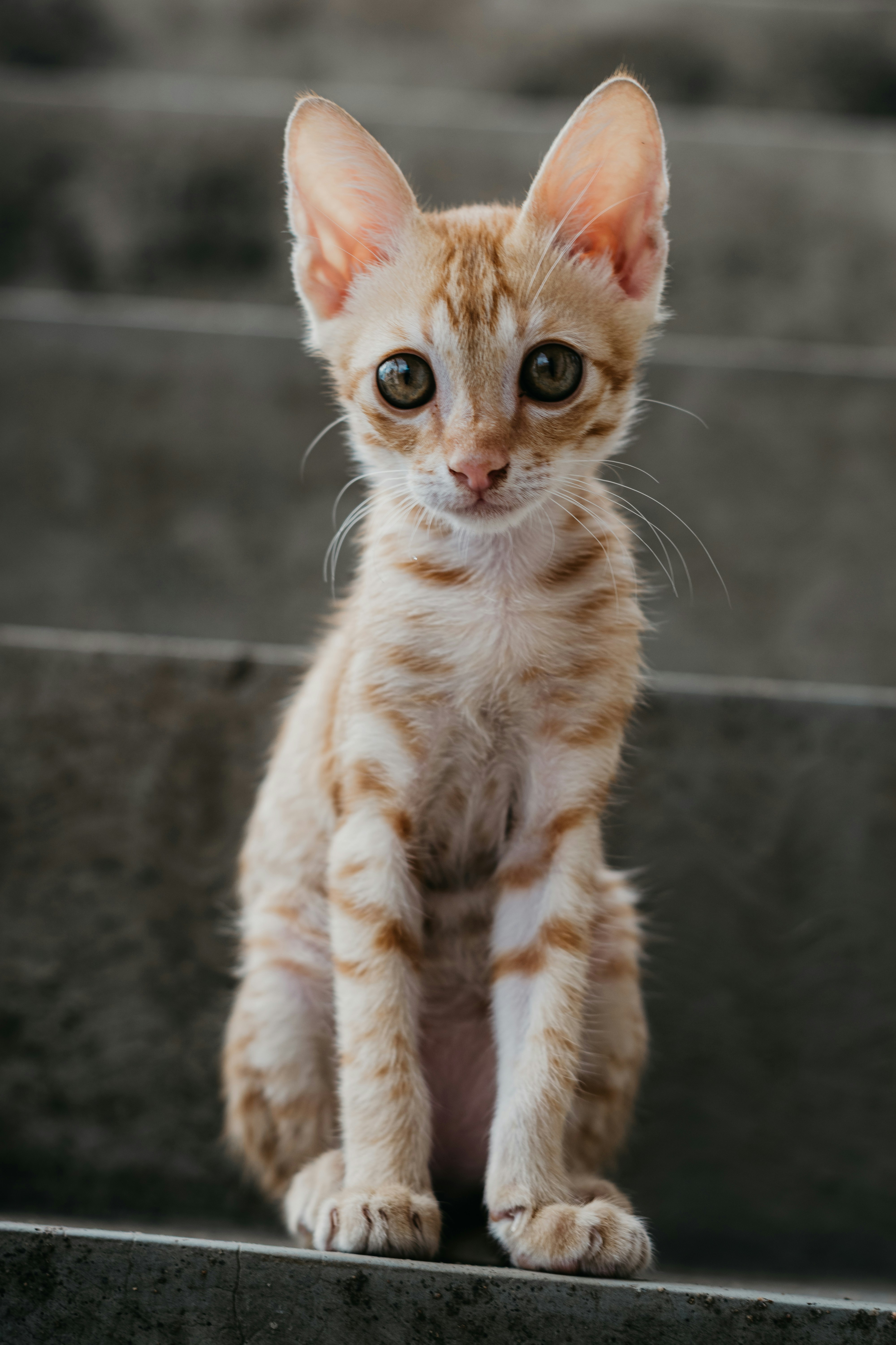 Curious Kitten on Concrete Steps