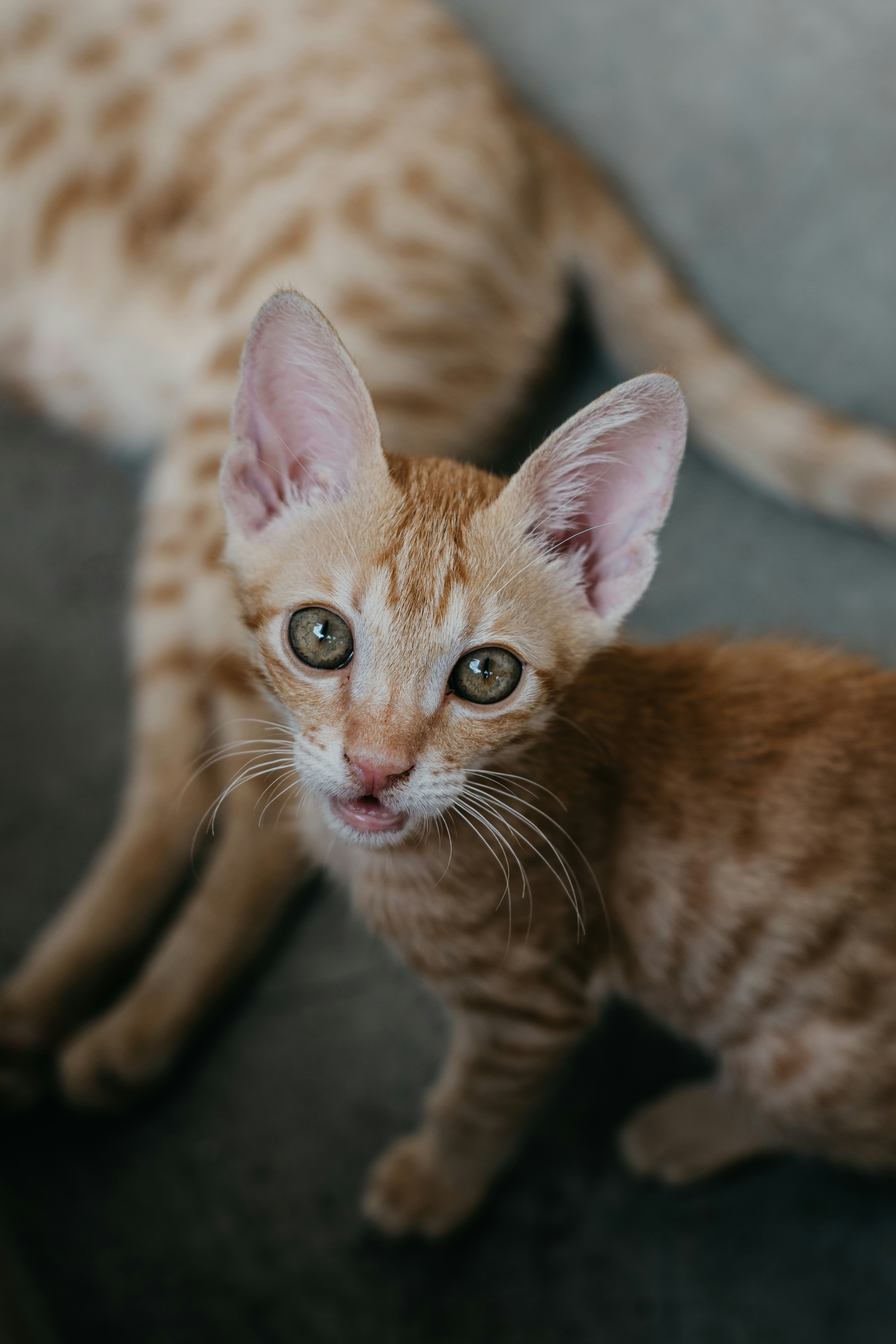 An orange tabby kitten with green eyes stares forward.
