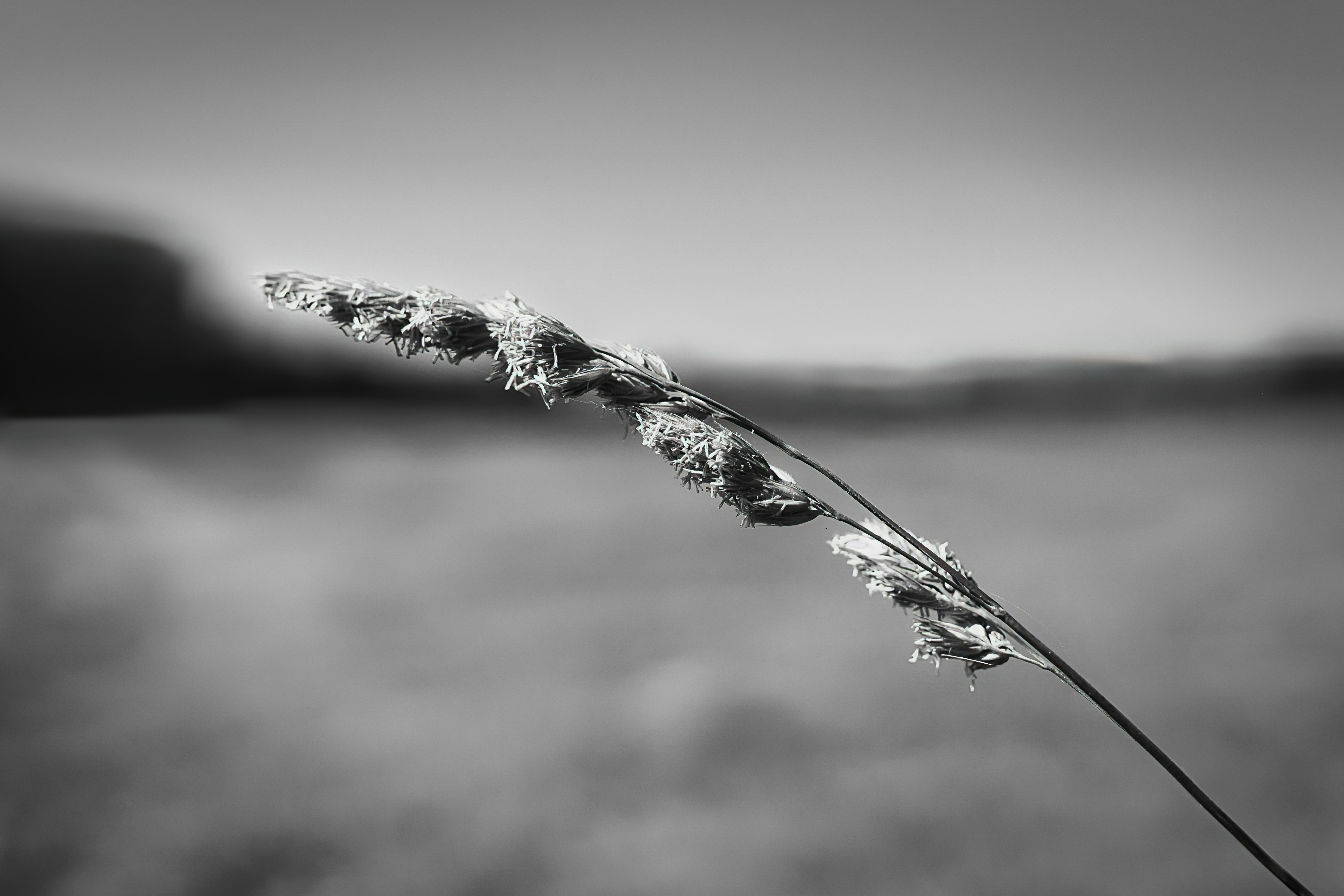 Tiny Seed Head in Focus, Vast Field in Blur