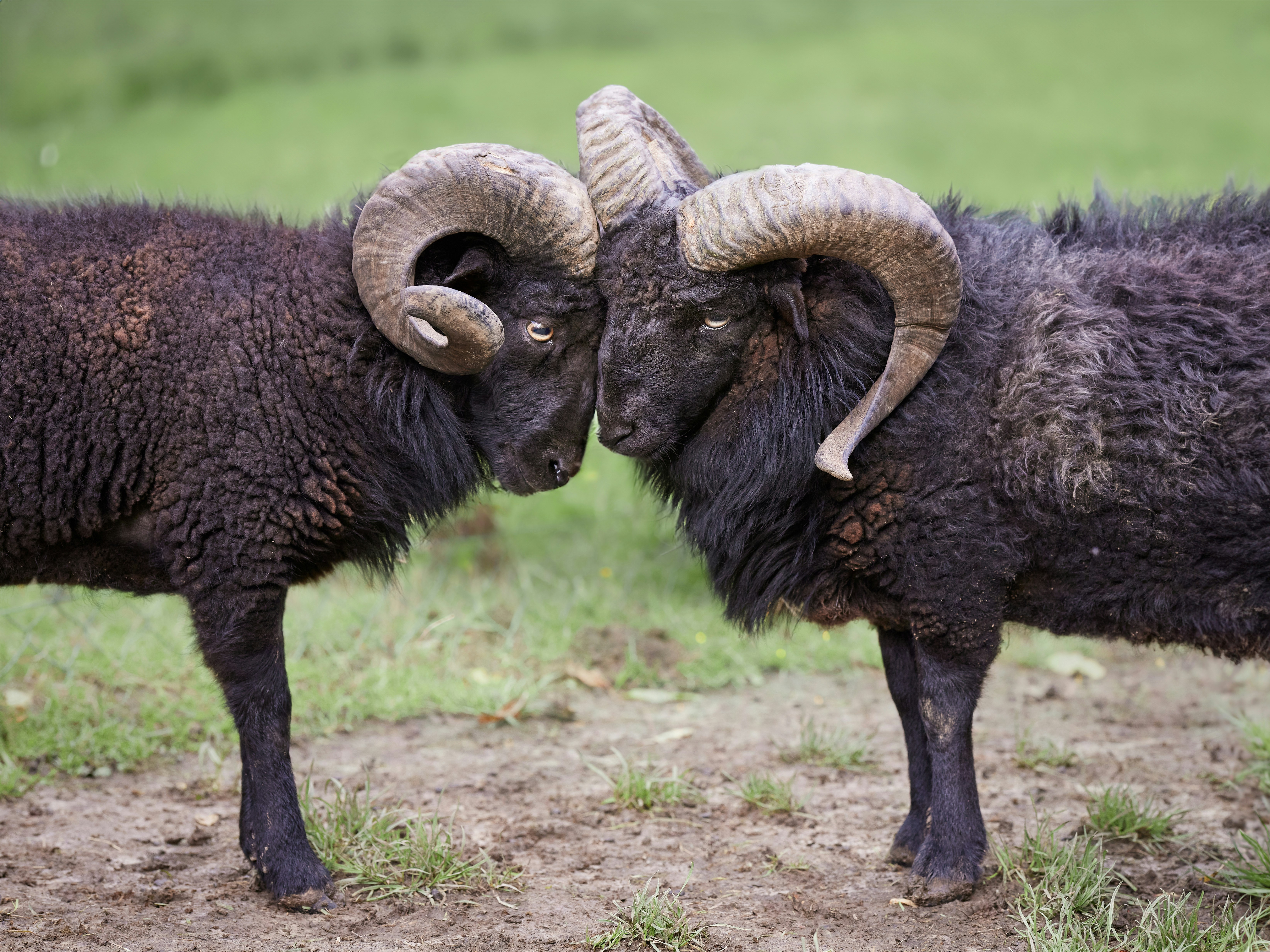 Facing Off: Twin Ram Contenders in a Grassland Standoff