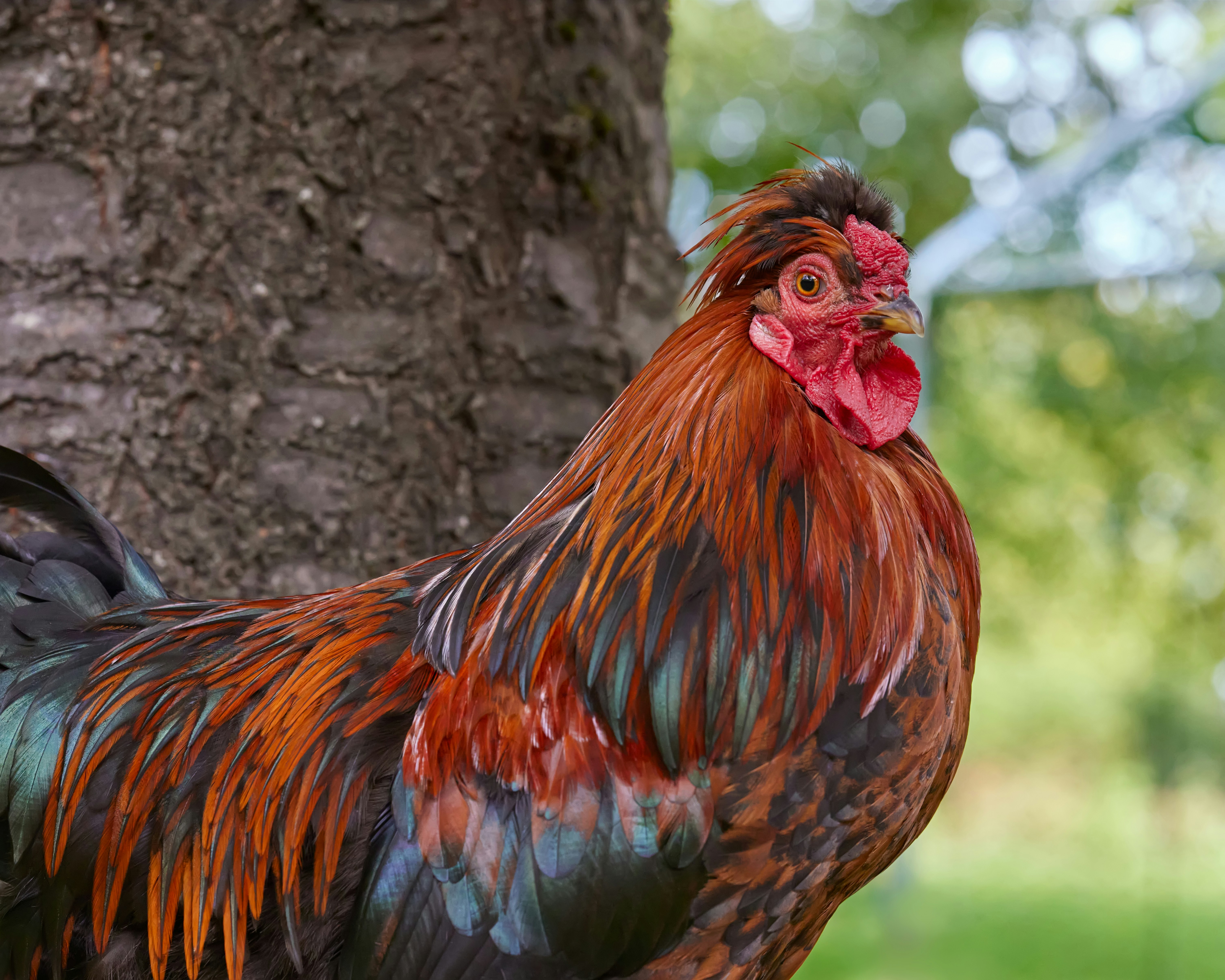 Vibrant rooster with colorful plumage, striking crest, and red comb, posing outdoors against a blurred natural background.