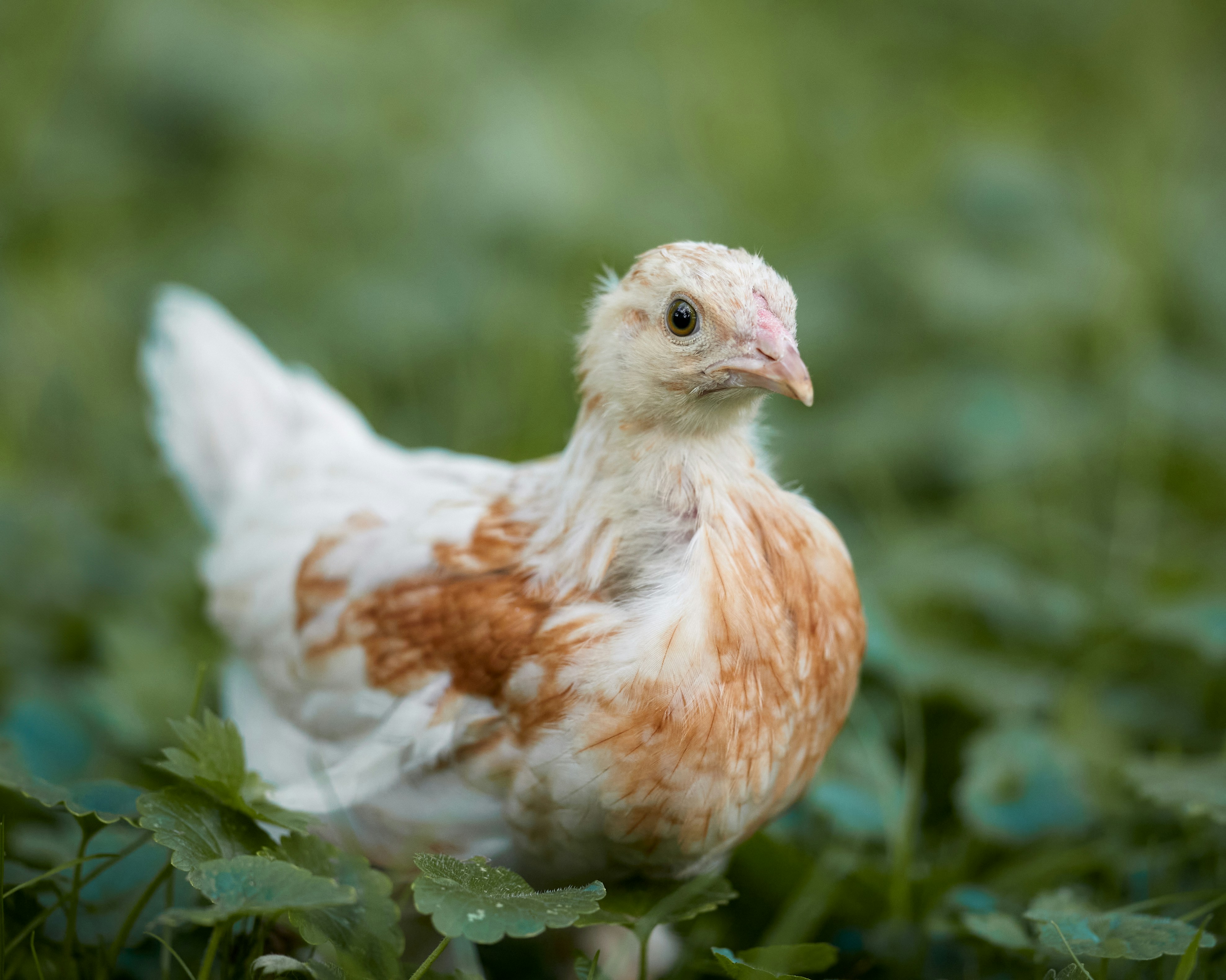 Soft-Feathered Chick in Verdant Spotlight