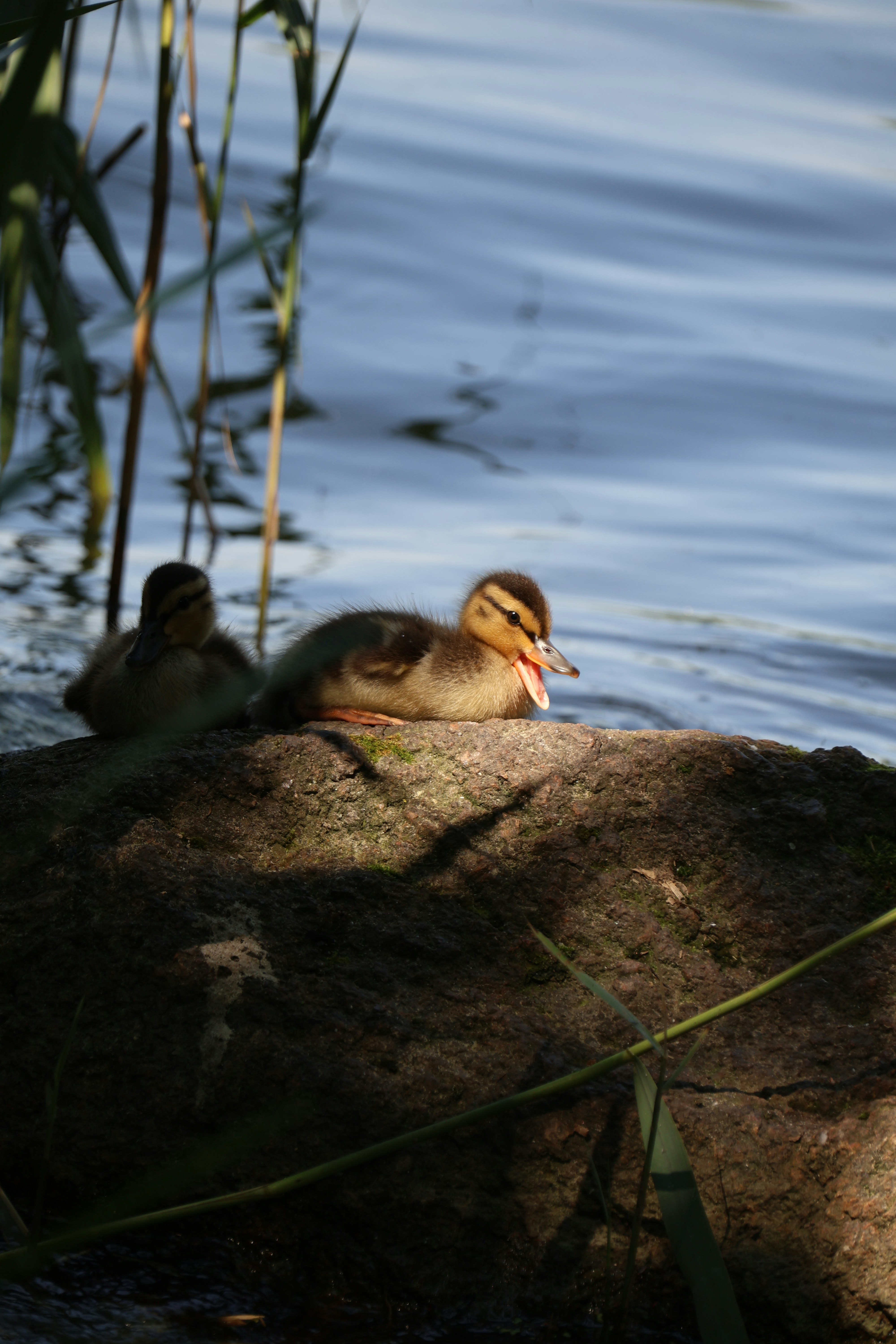 Two Ducklings resting on a sunlit rock by the water