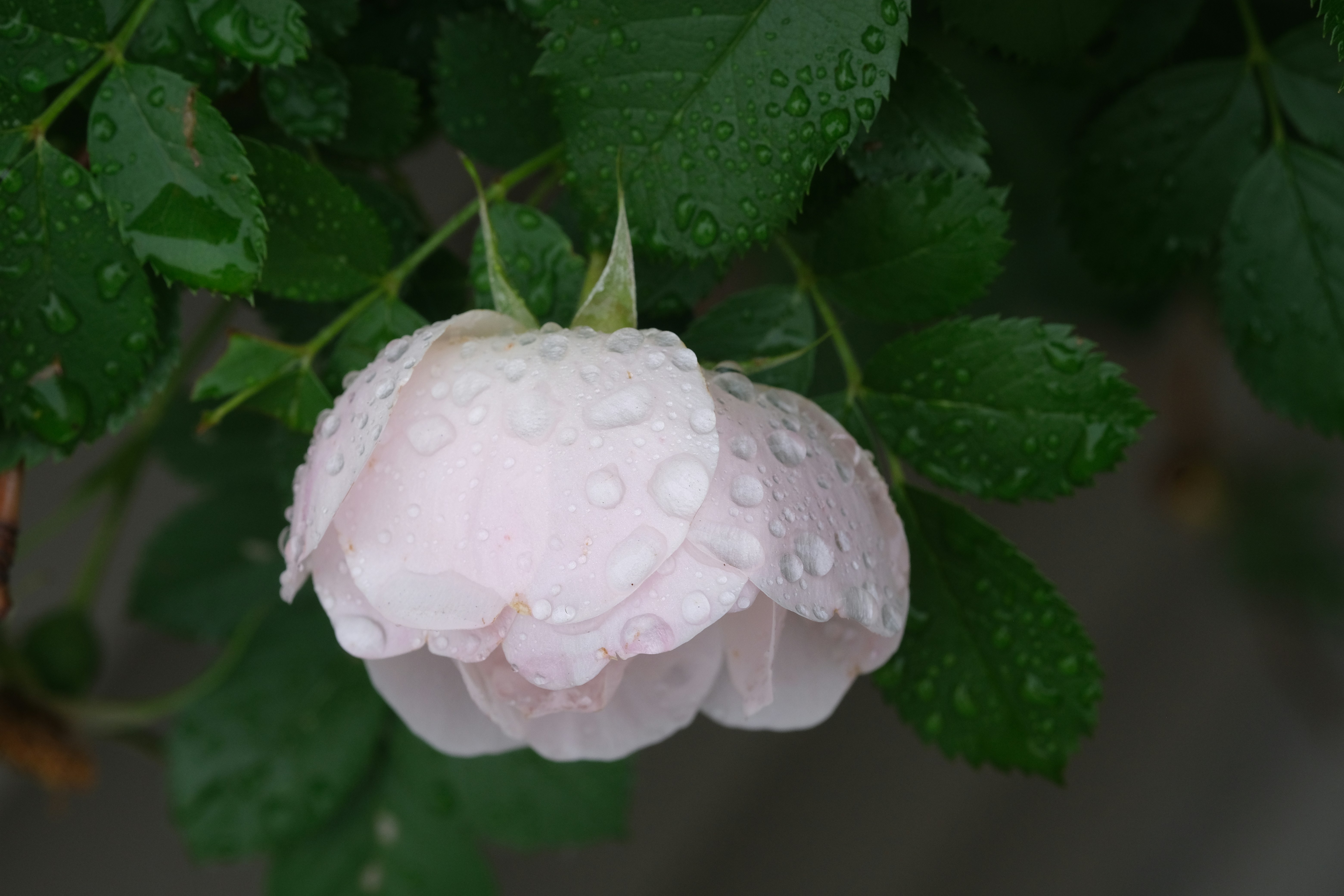 Dew-kissed pale rose cradled by glossy green leaves