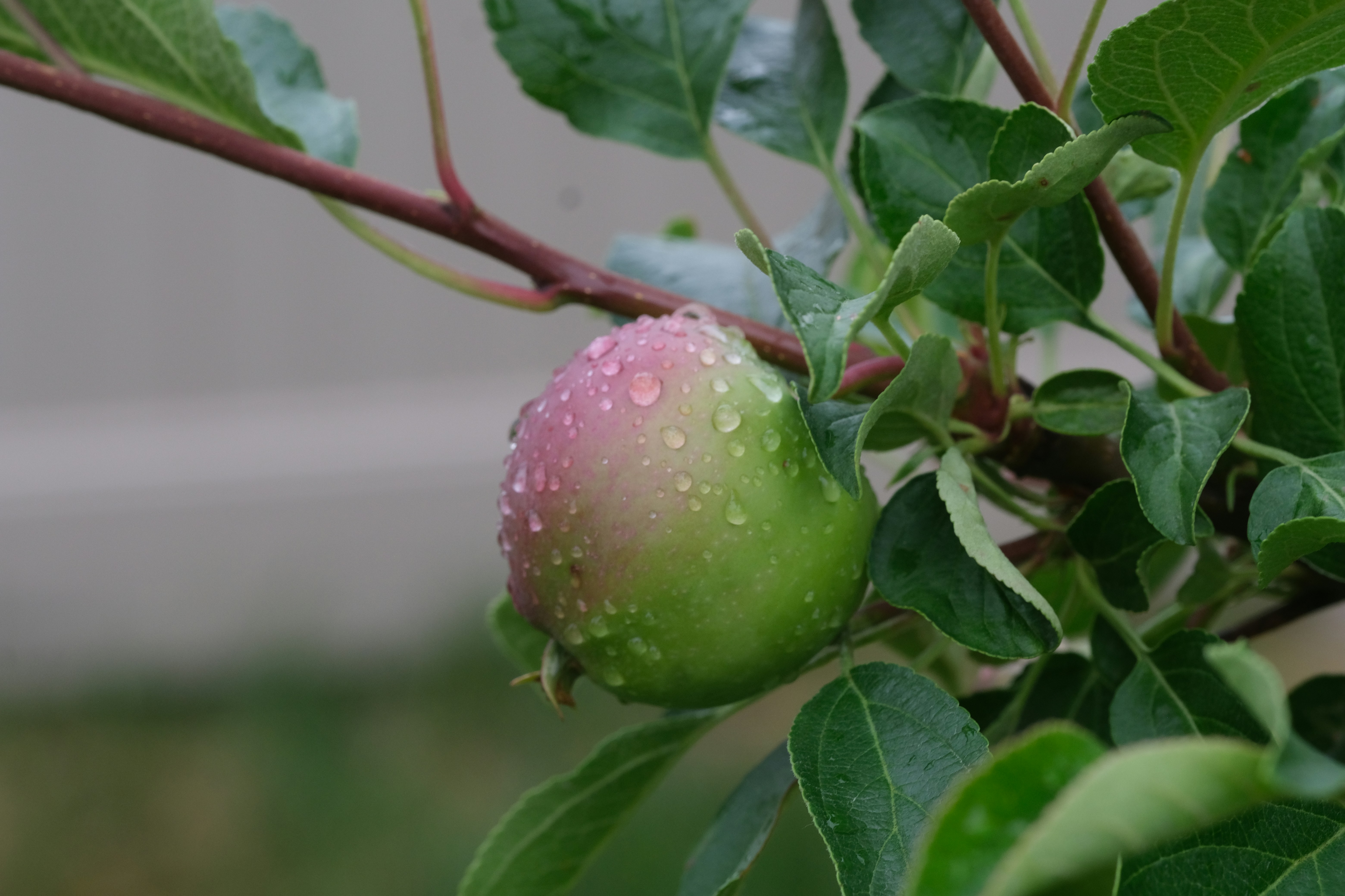 A ripening green-red apple with water droplets hangs from a branch, framed by lush leaves and a soft background blur.