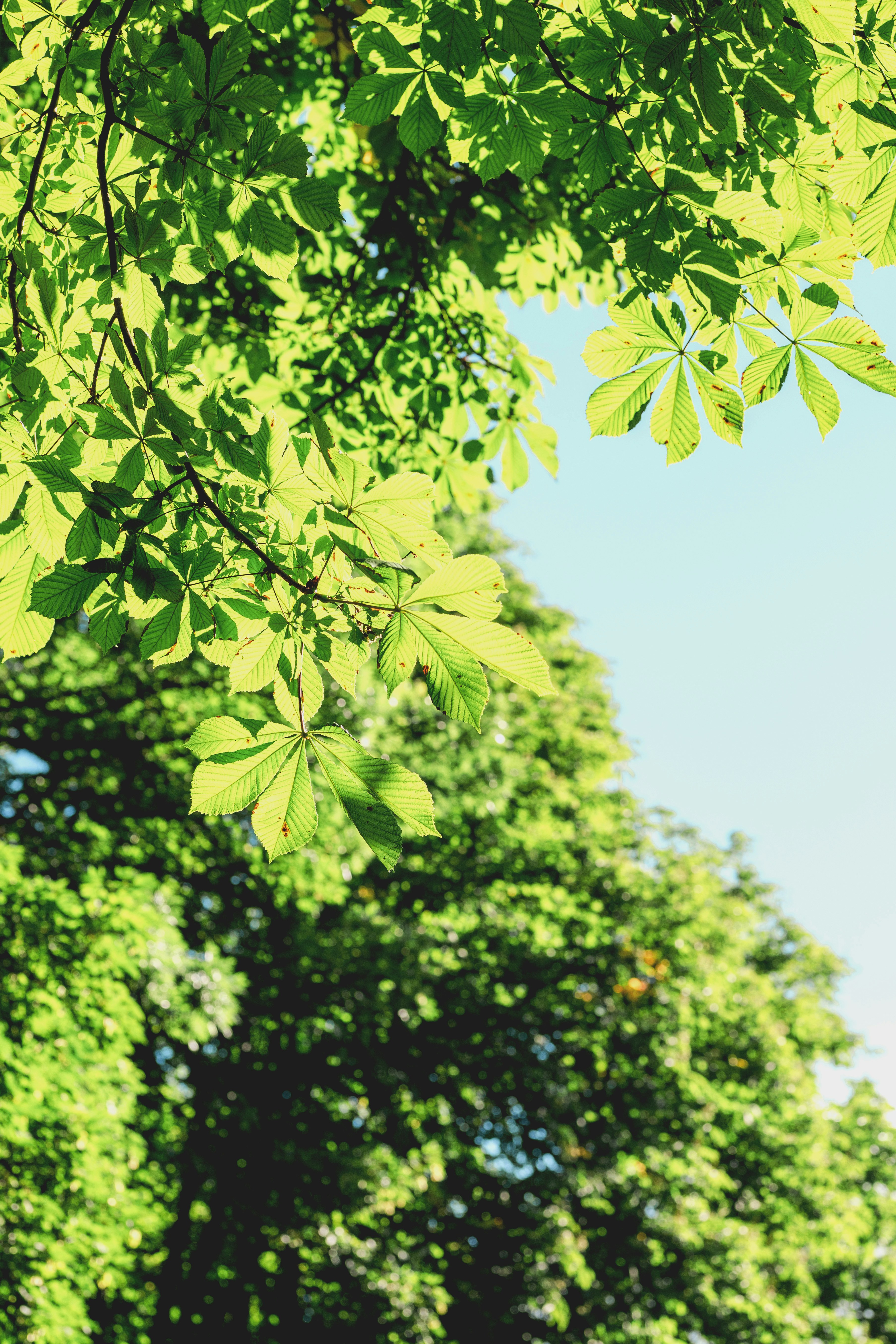 A Sunlit Crest: Green Leaves Framing a Clear Sky