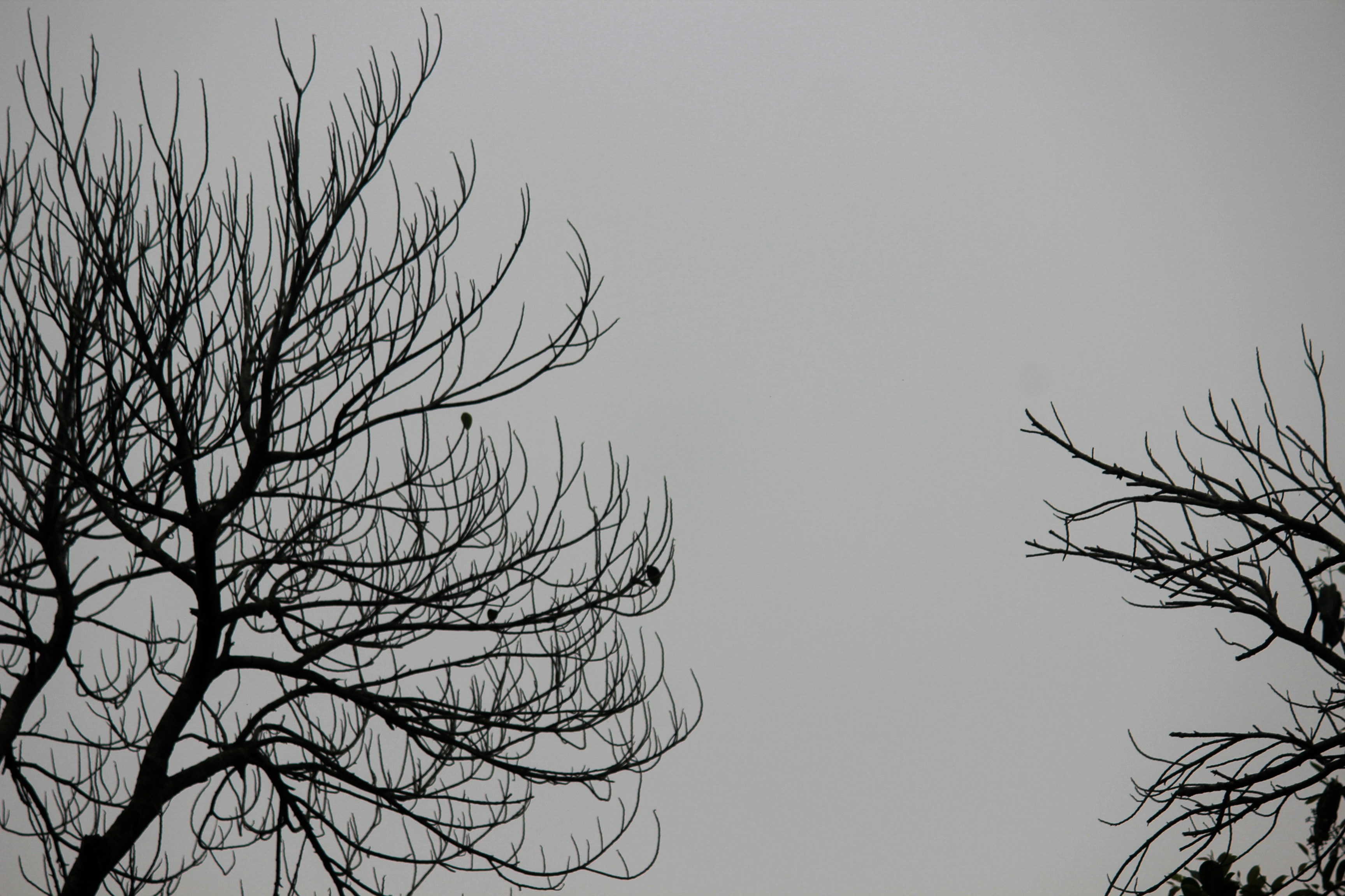 Two leafless trees form dark silhouettes against a flat grey background, emphasizing stark negative space and intricate branch patterns.