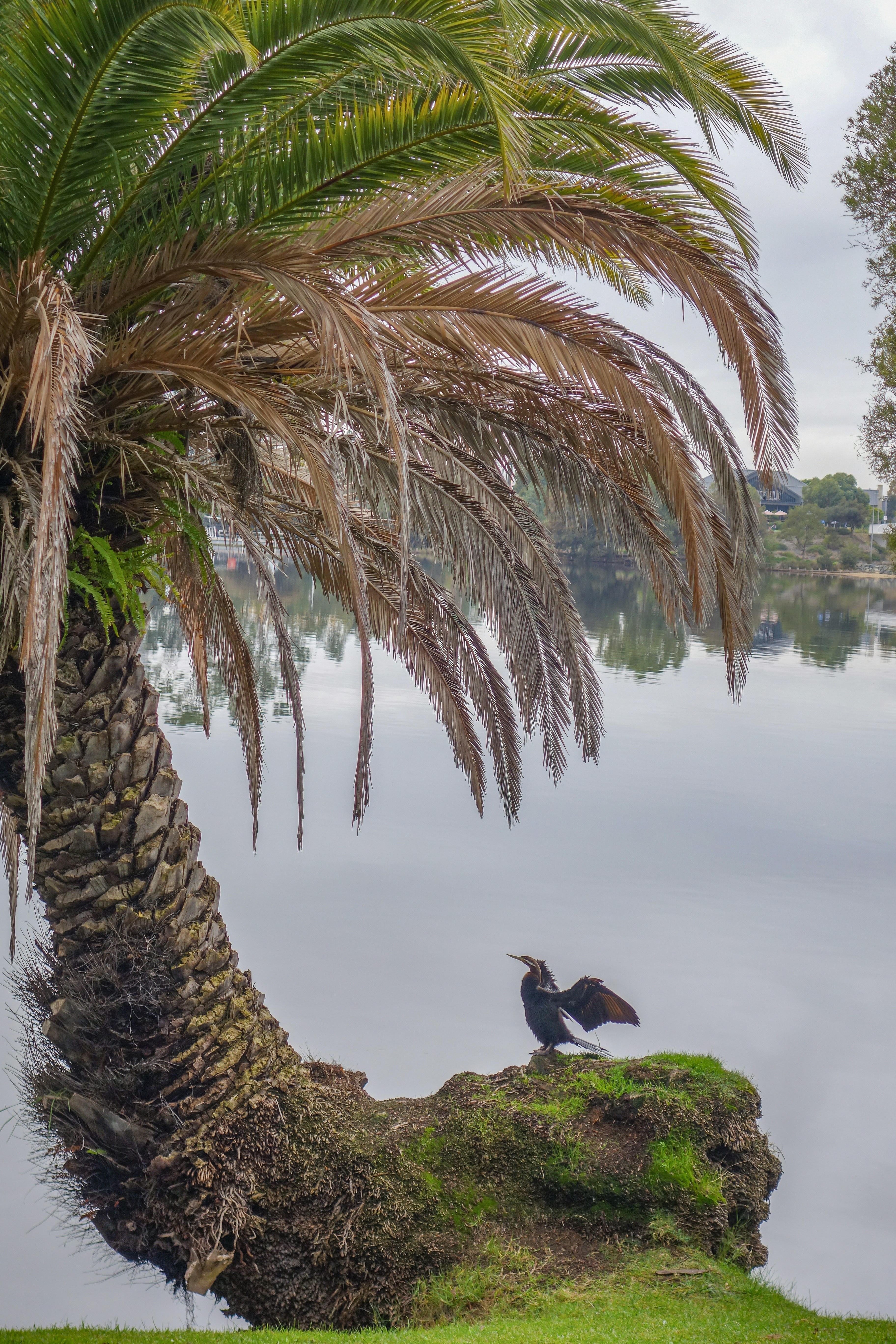Palm-fringed riverside with a lone perched bird