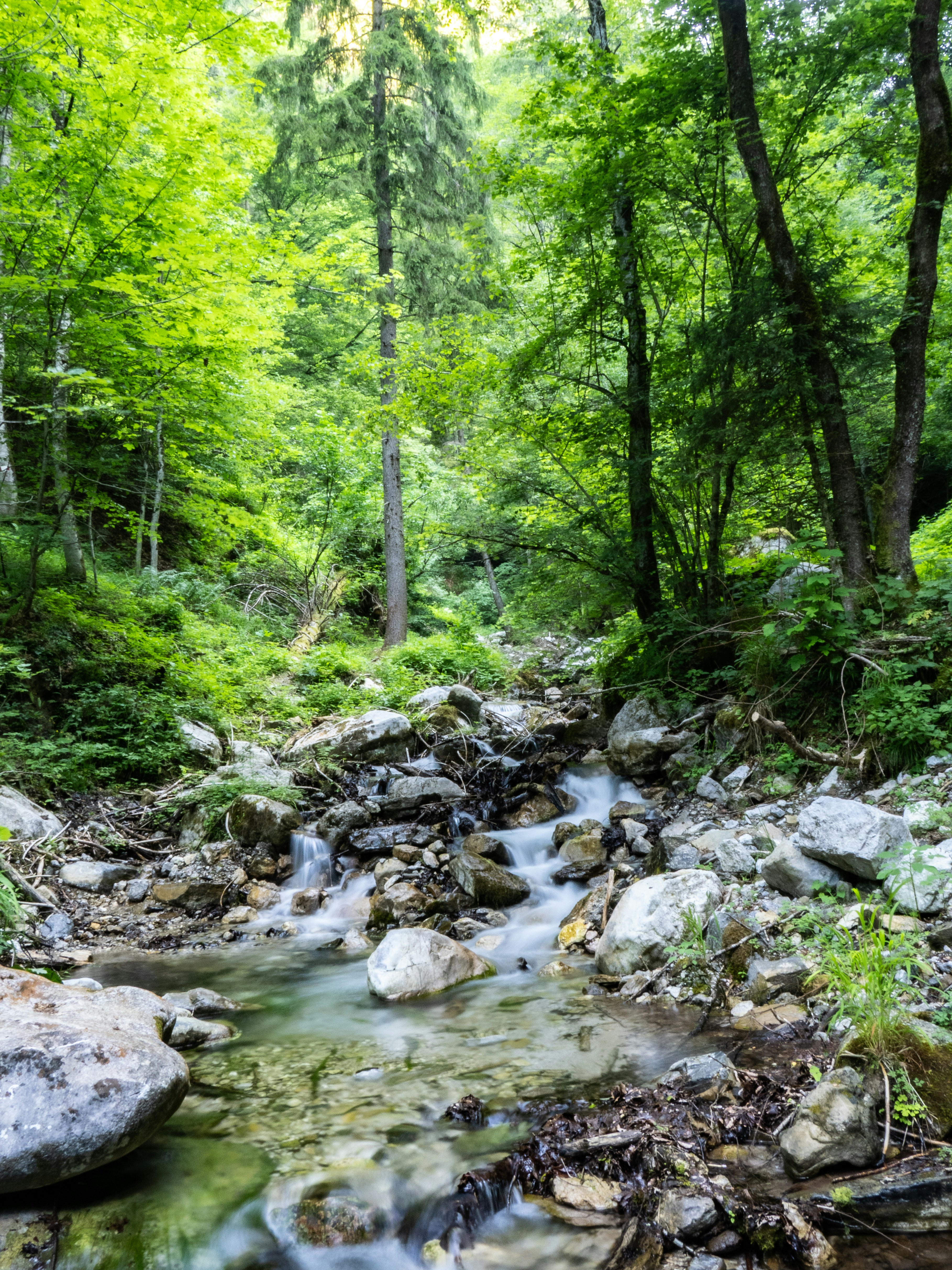 Forest Creek Mosaic: Light, Water, and Stone