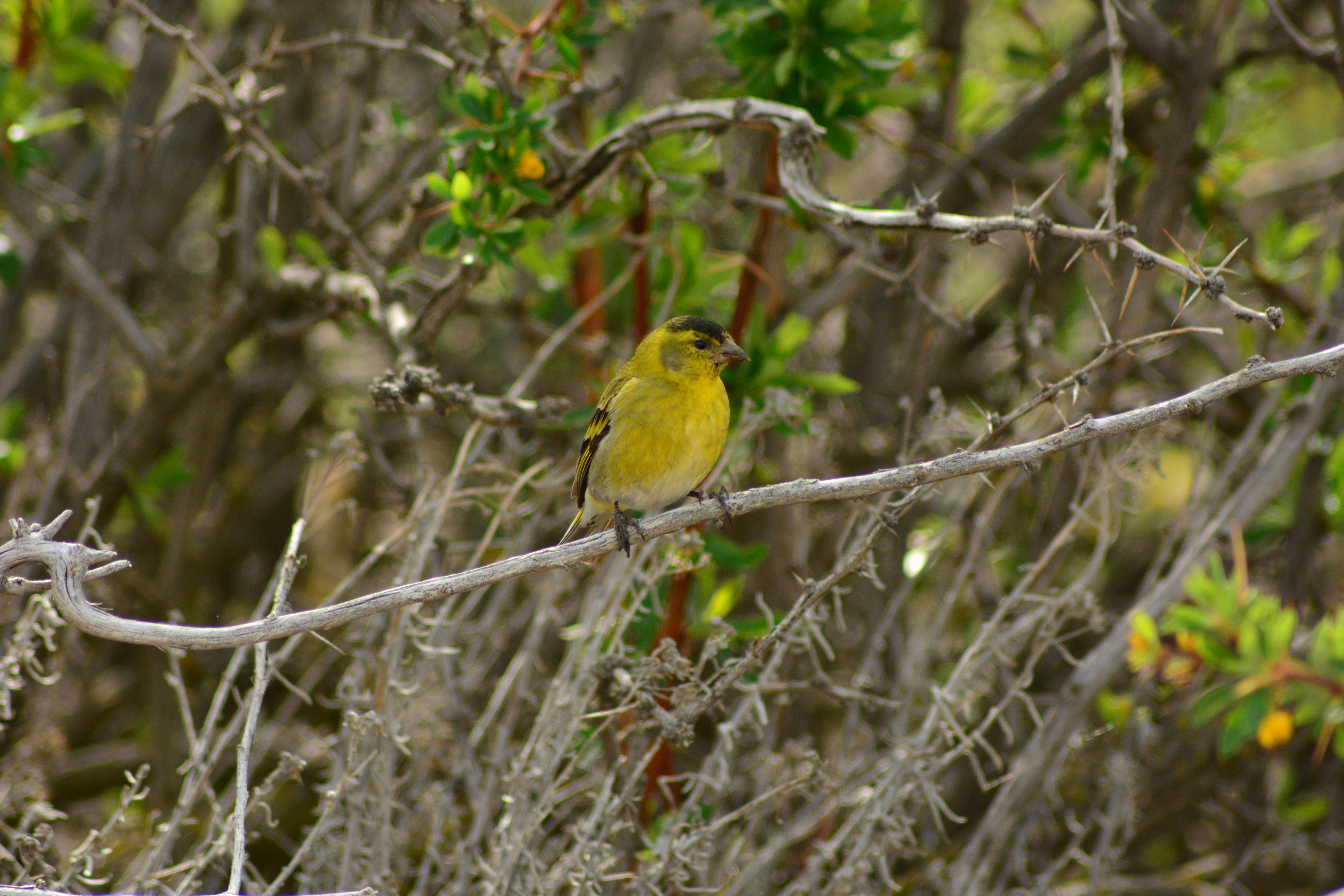 A small yellow bird perched among tangled thorny branches with green foliage in the background. The scene emphasizes the bird as the focal subject within a natural shrub environment.