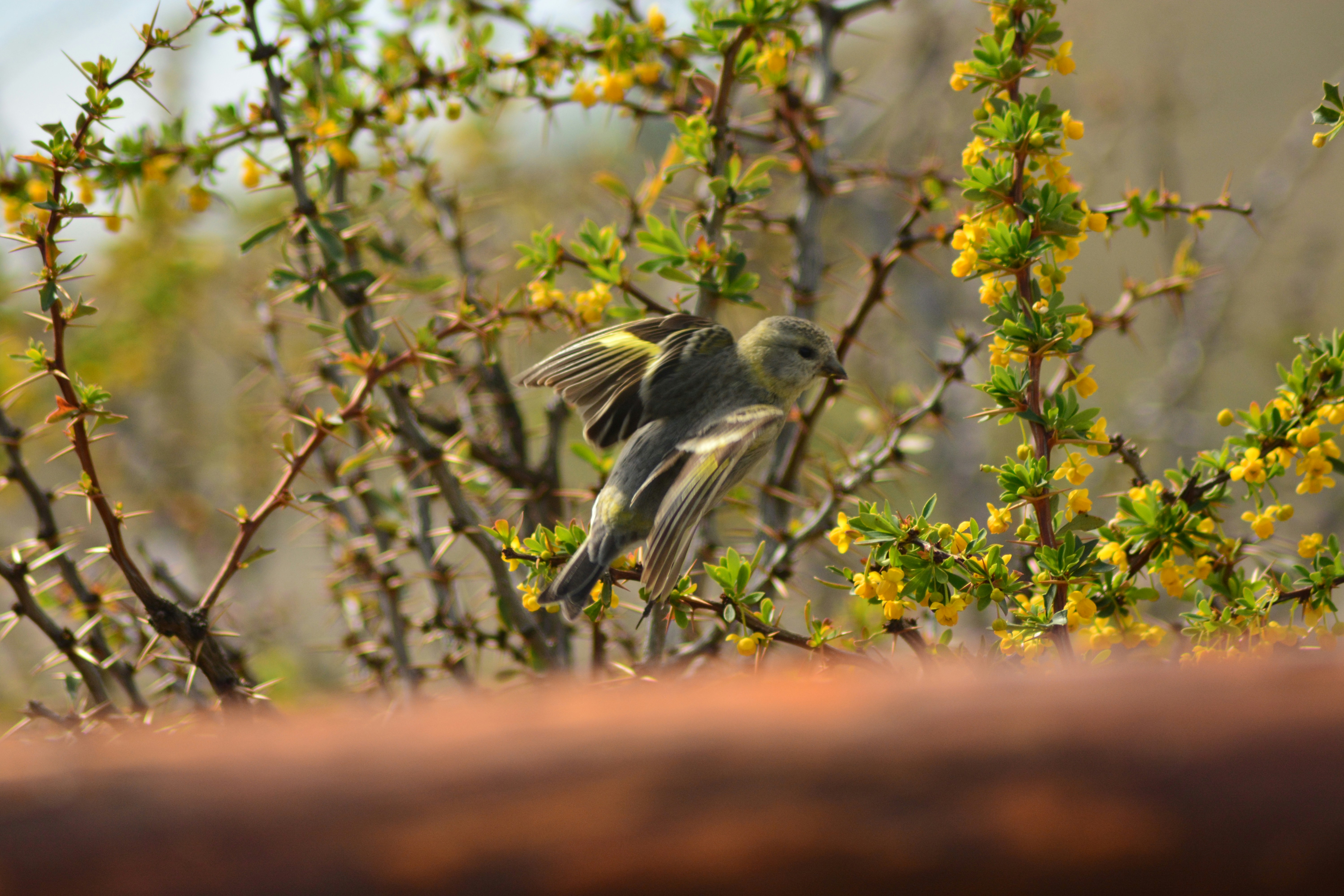 Tiny Diver in a Sunny Thicket