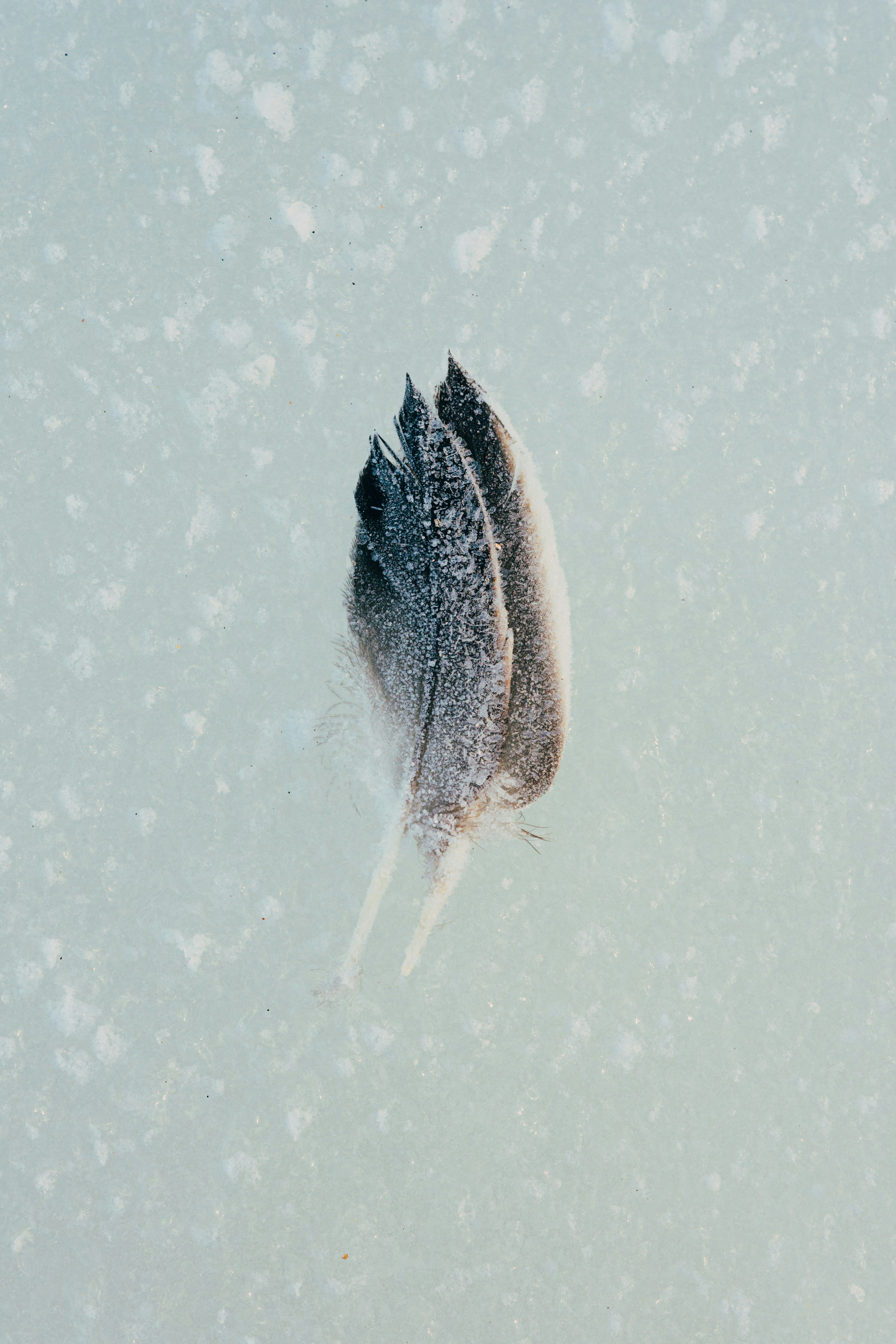Frozen Feather: A Delicate Seed of Winter Suspense