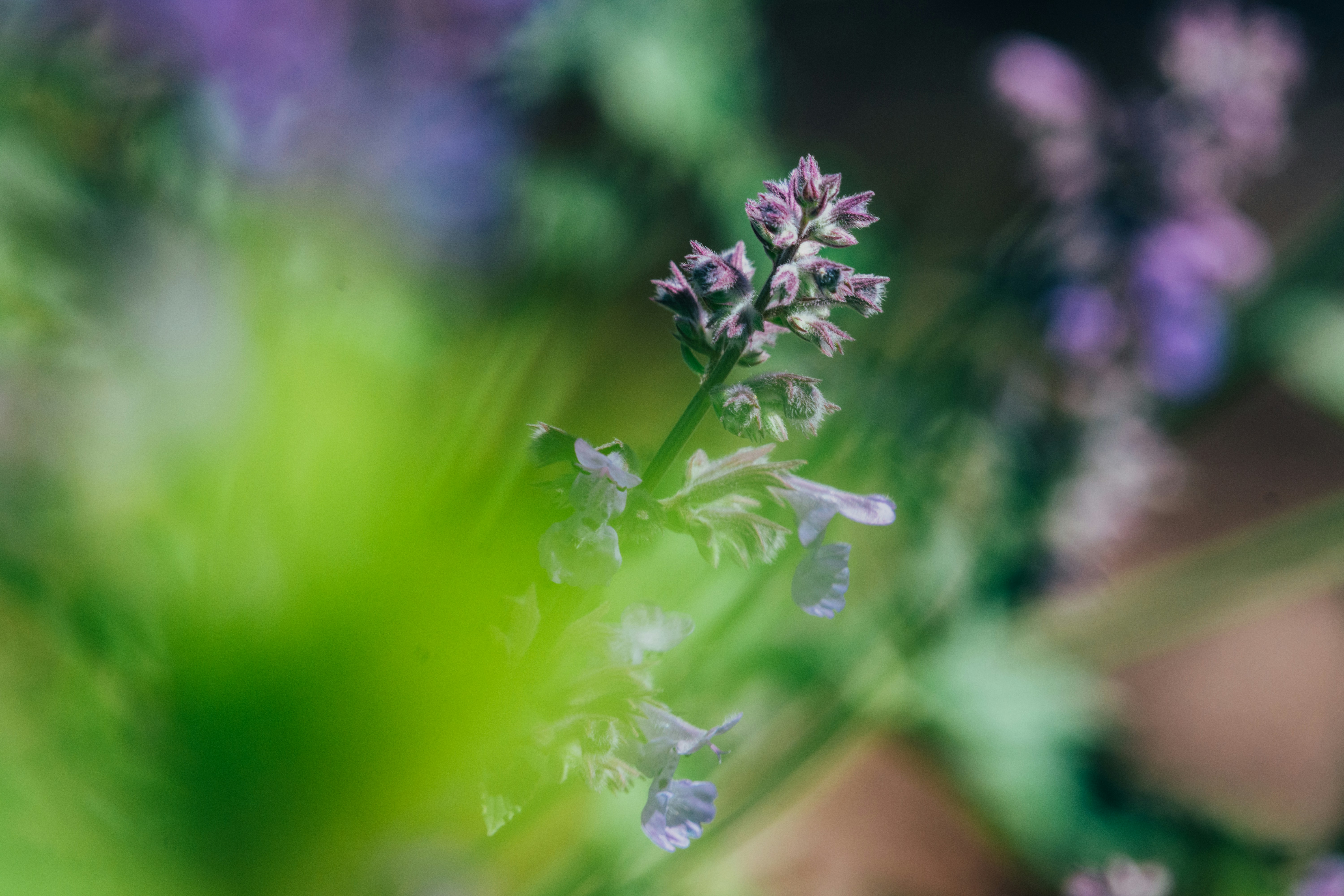 Soft Bloom in Focus: A Purple Sprig Peering Through Green Haze
