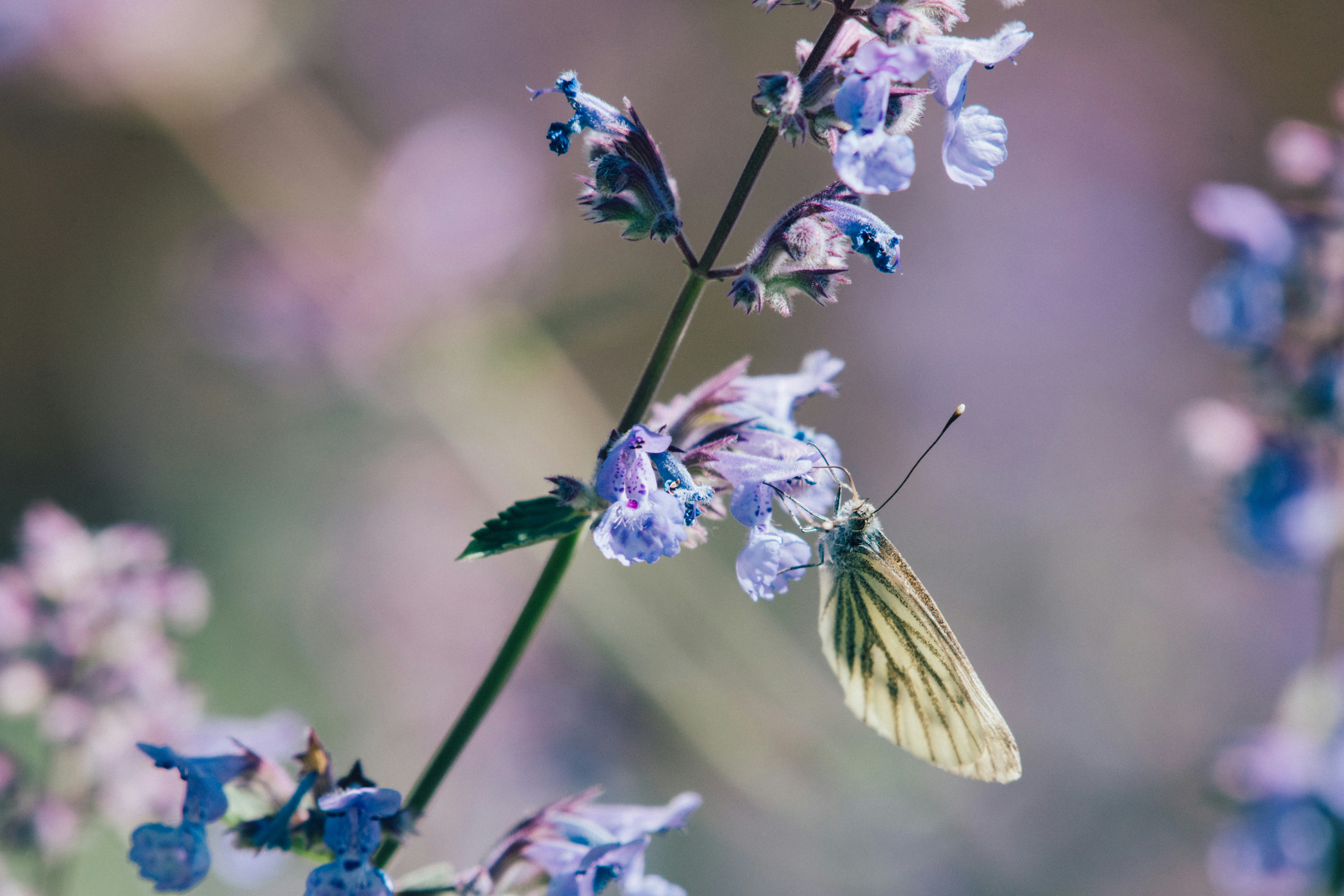 Silent Wanderer: A Leaning Butterfly among Soft Lavender Blues