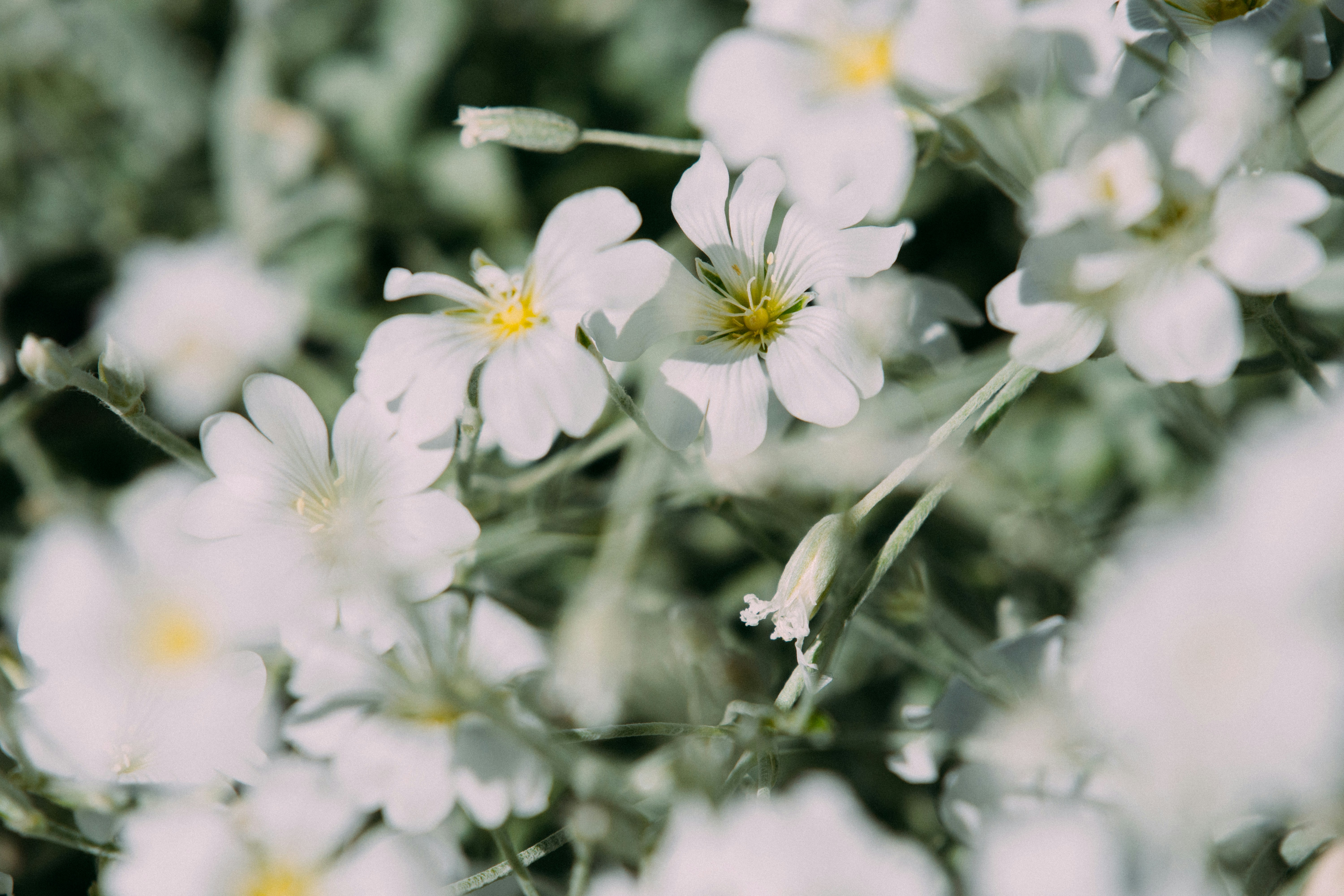 Petal Field in Soft Focus