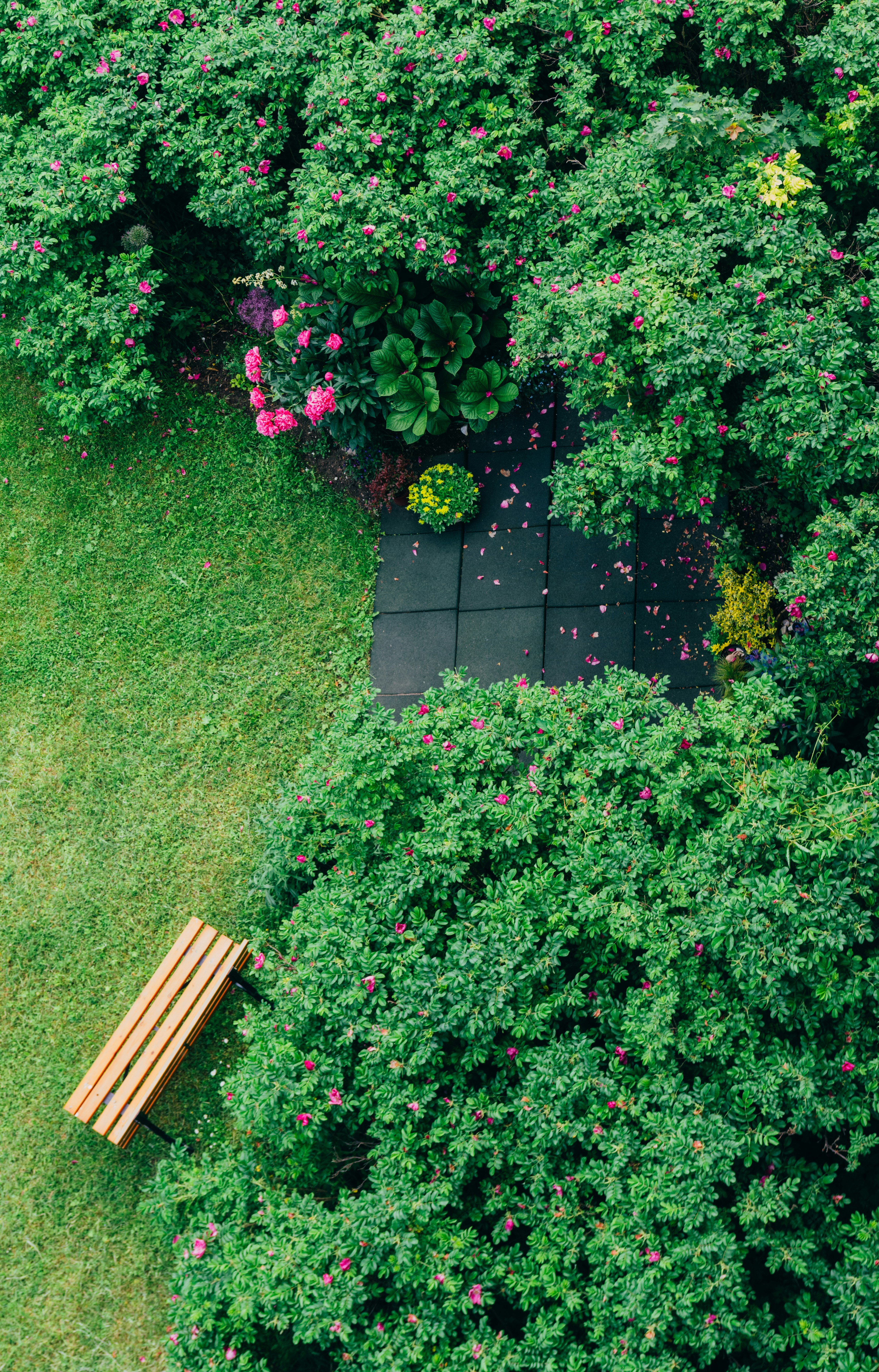 A Quiet Garden Clearing Framed by Foliage and a Wooden Bench