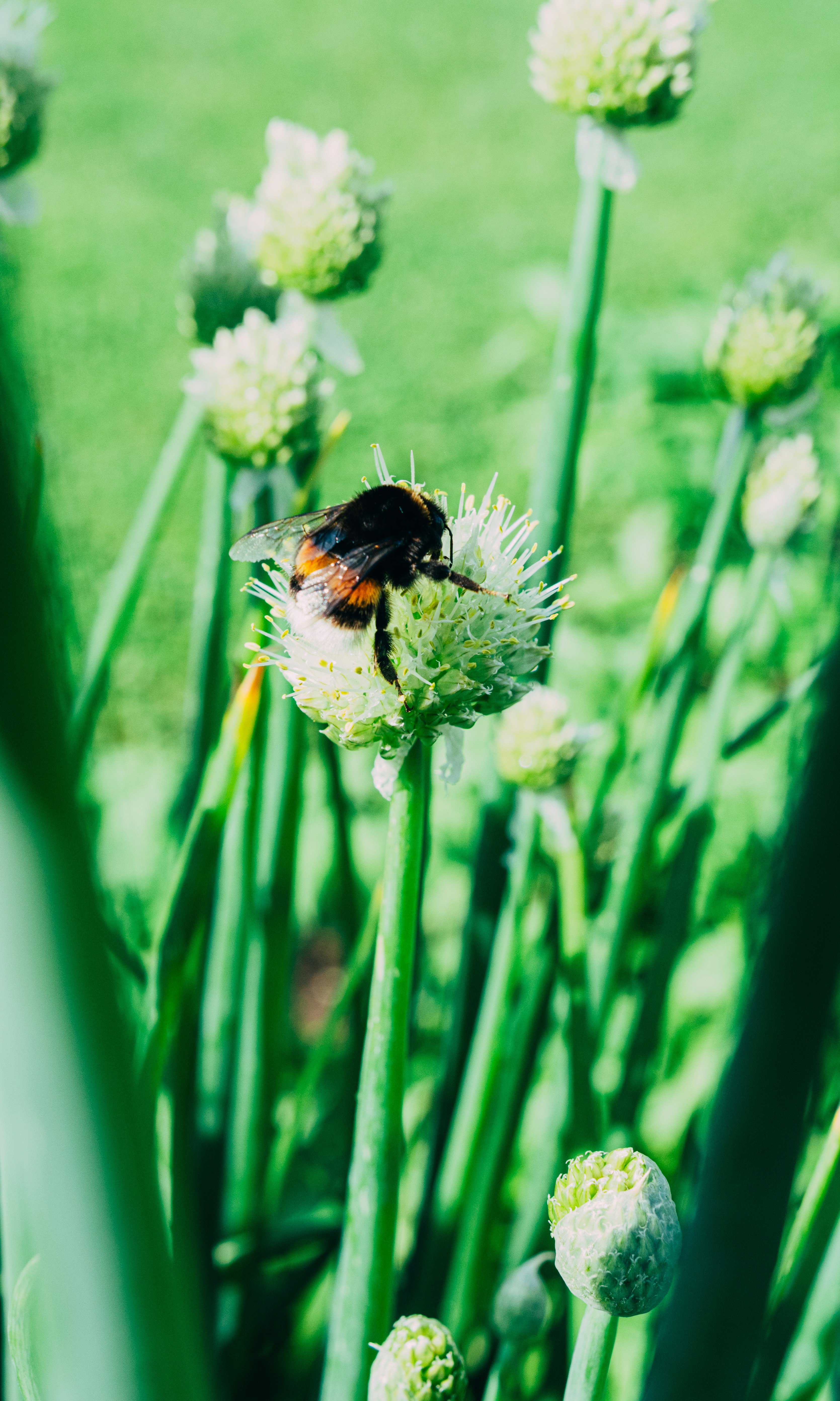 Close-up of a bumblebee perched on an allium flower amid green stems in bright daylight. The scene emphasizes macro detail and the natural setting of a garden.