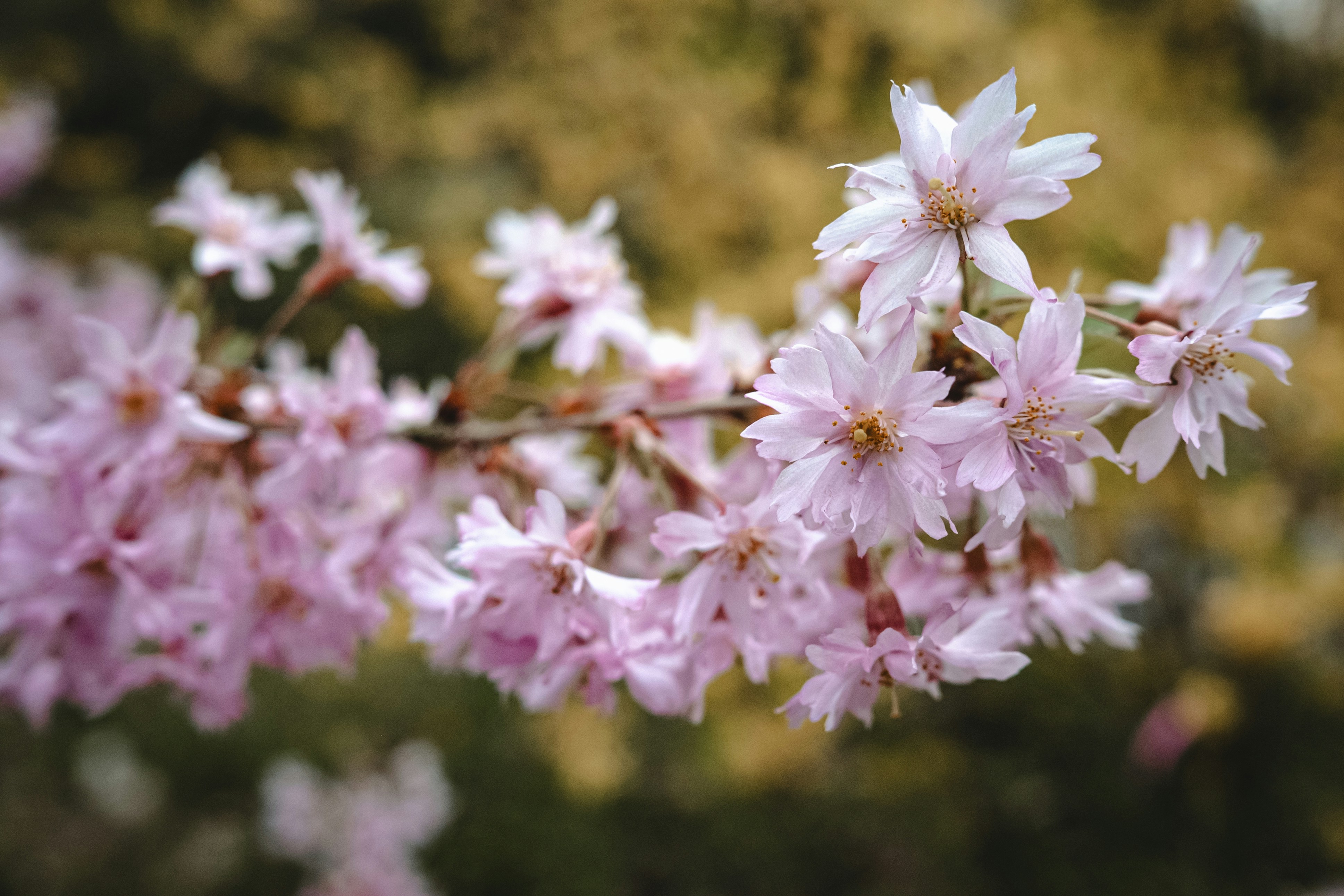 Blossoms in Soft Focus: A Chain of Pink Cherry Flowers